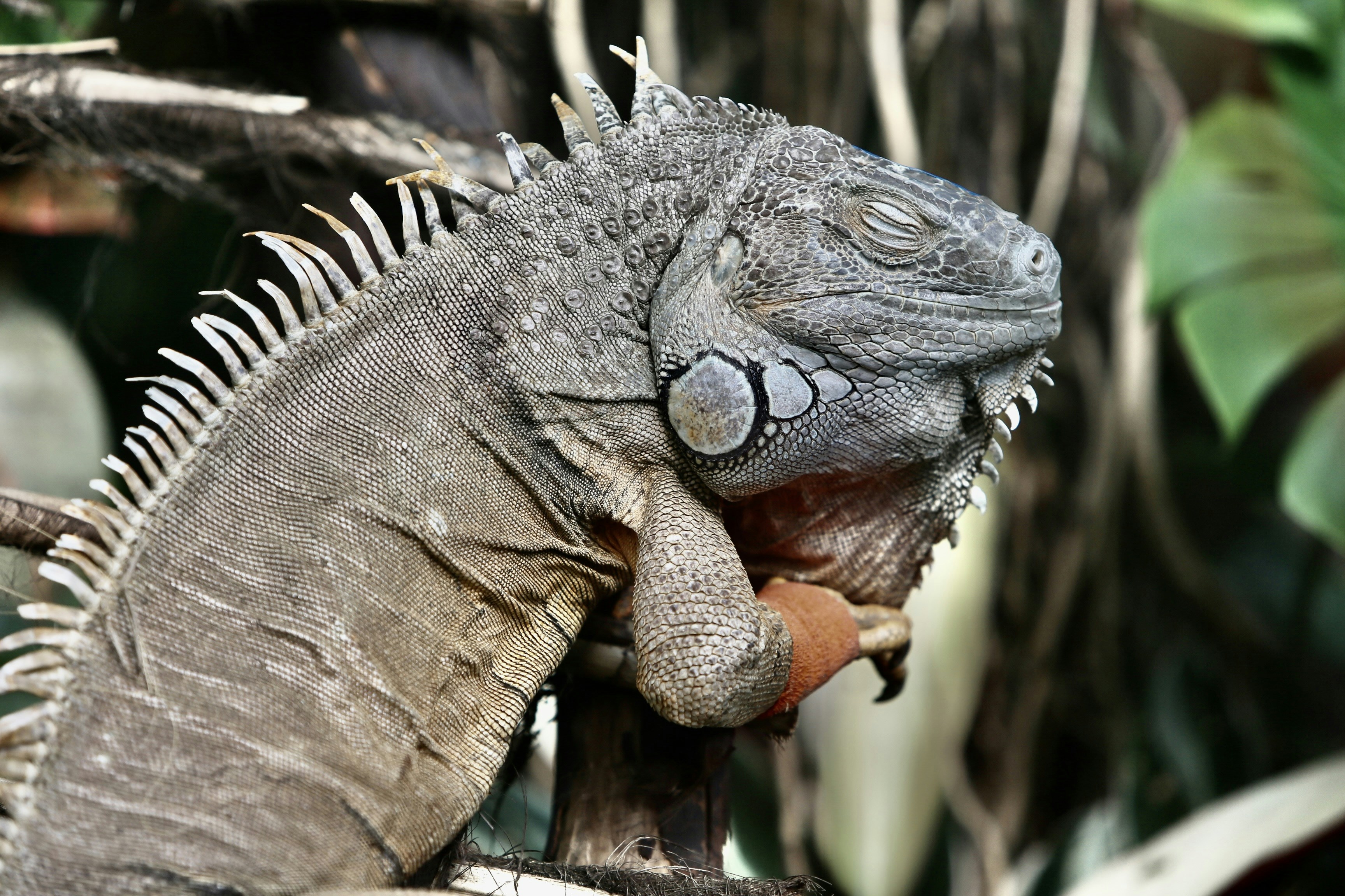 A close-up of a sleeping iguana on a branch.
