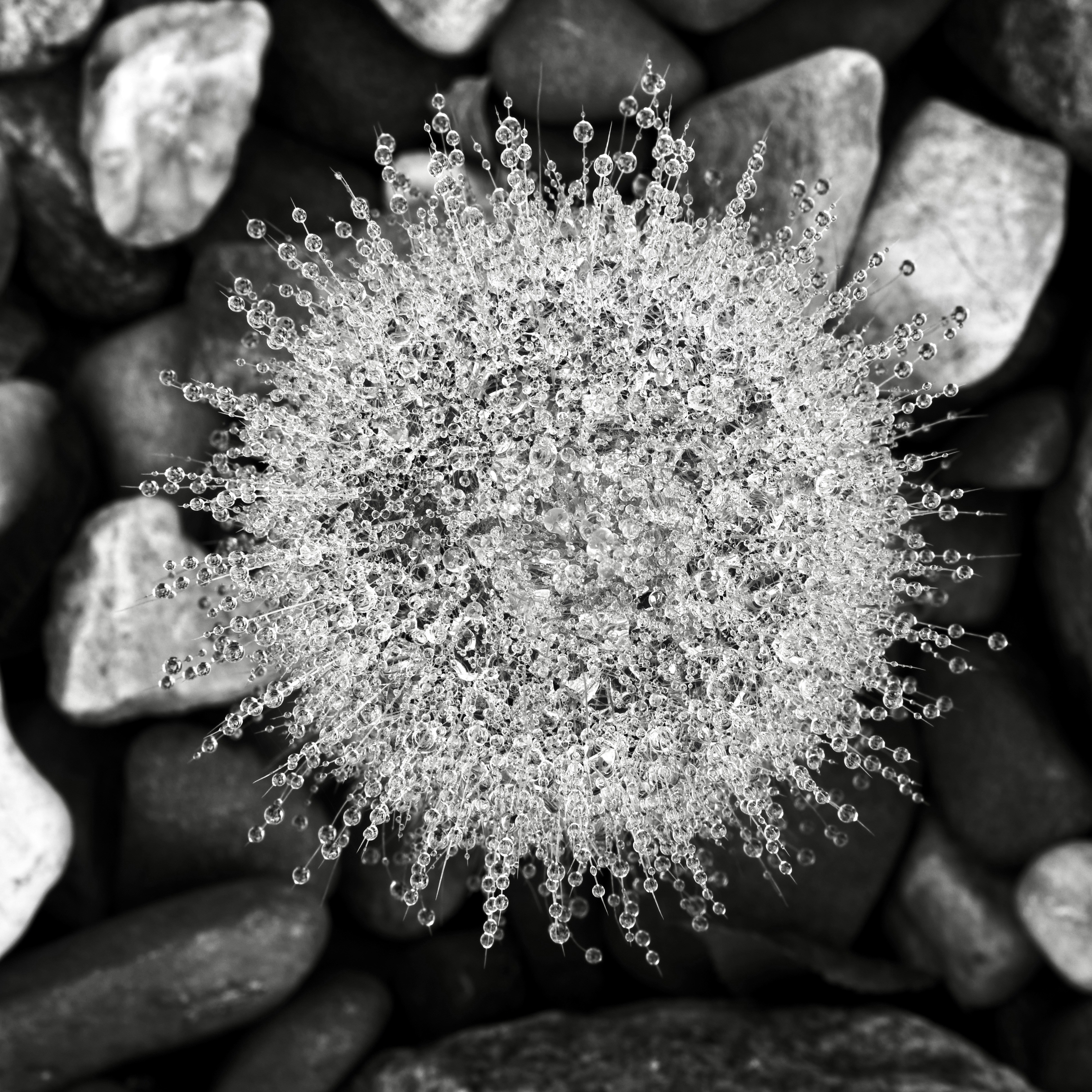 Nature's Crystal Sphere