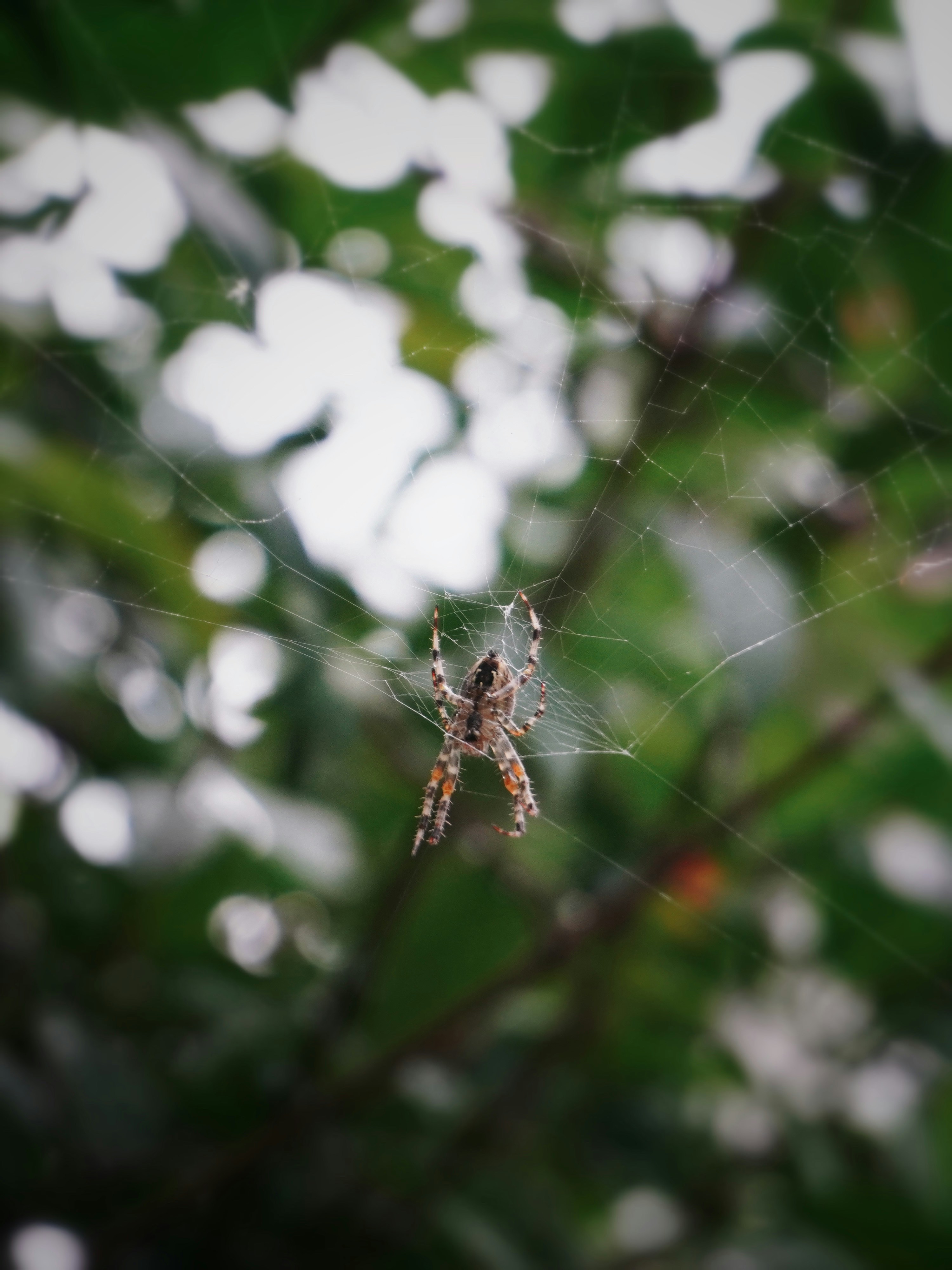 A spider rests on its web in front of green foliage.