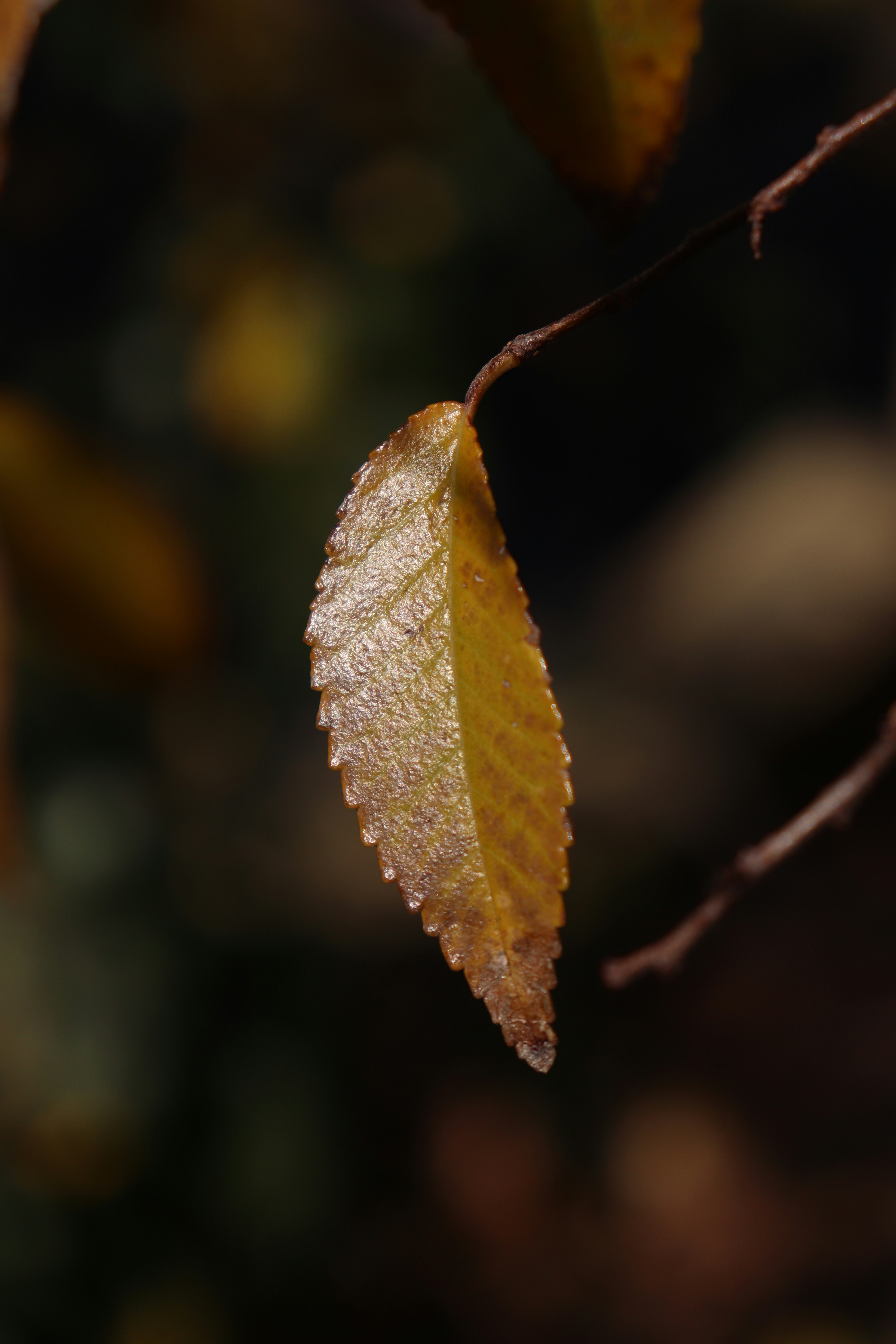 A single autumn leaf with frost on it