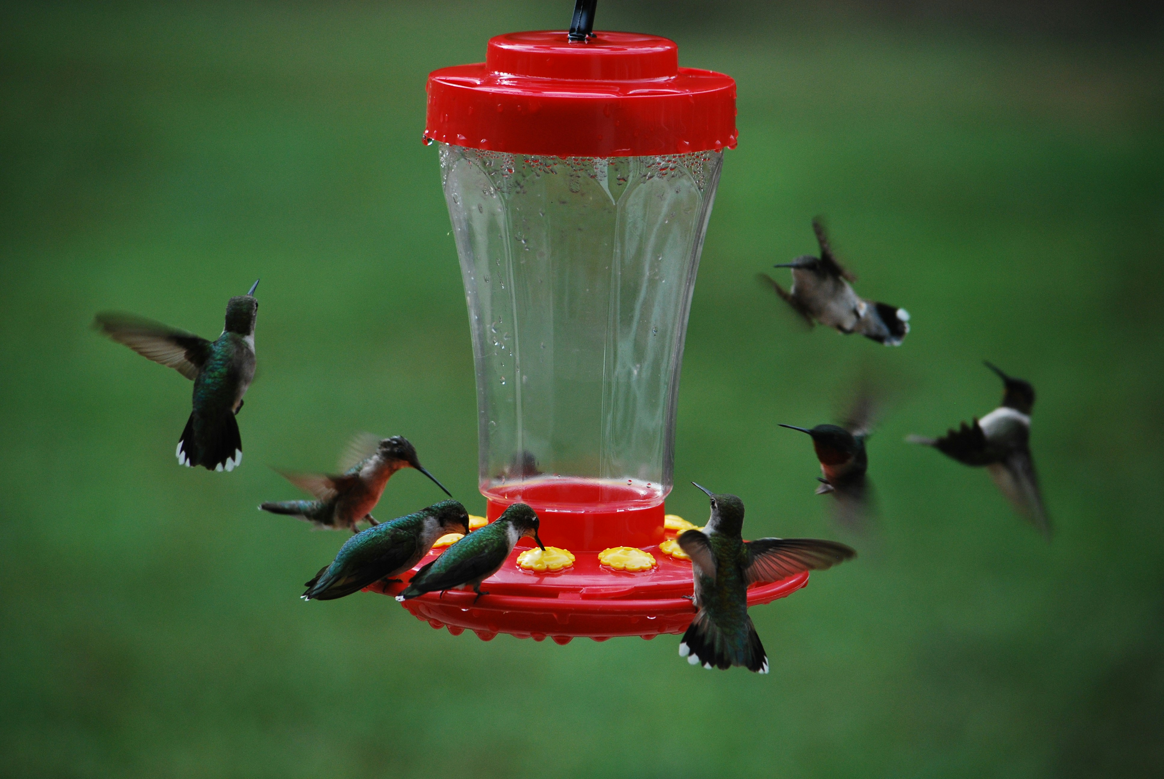 Crimson Feeder Rendezvous: Hummingbirds in a Hovering Chorus