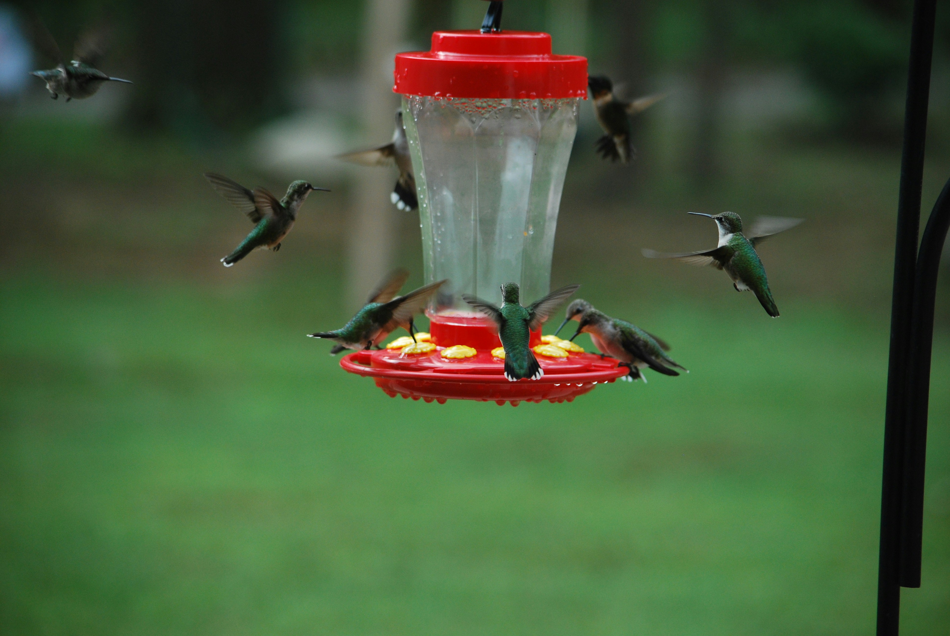 Scarlet Feeder Ballet: A Swift Chorus of Hummingbirds
