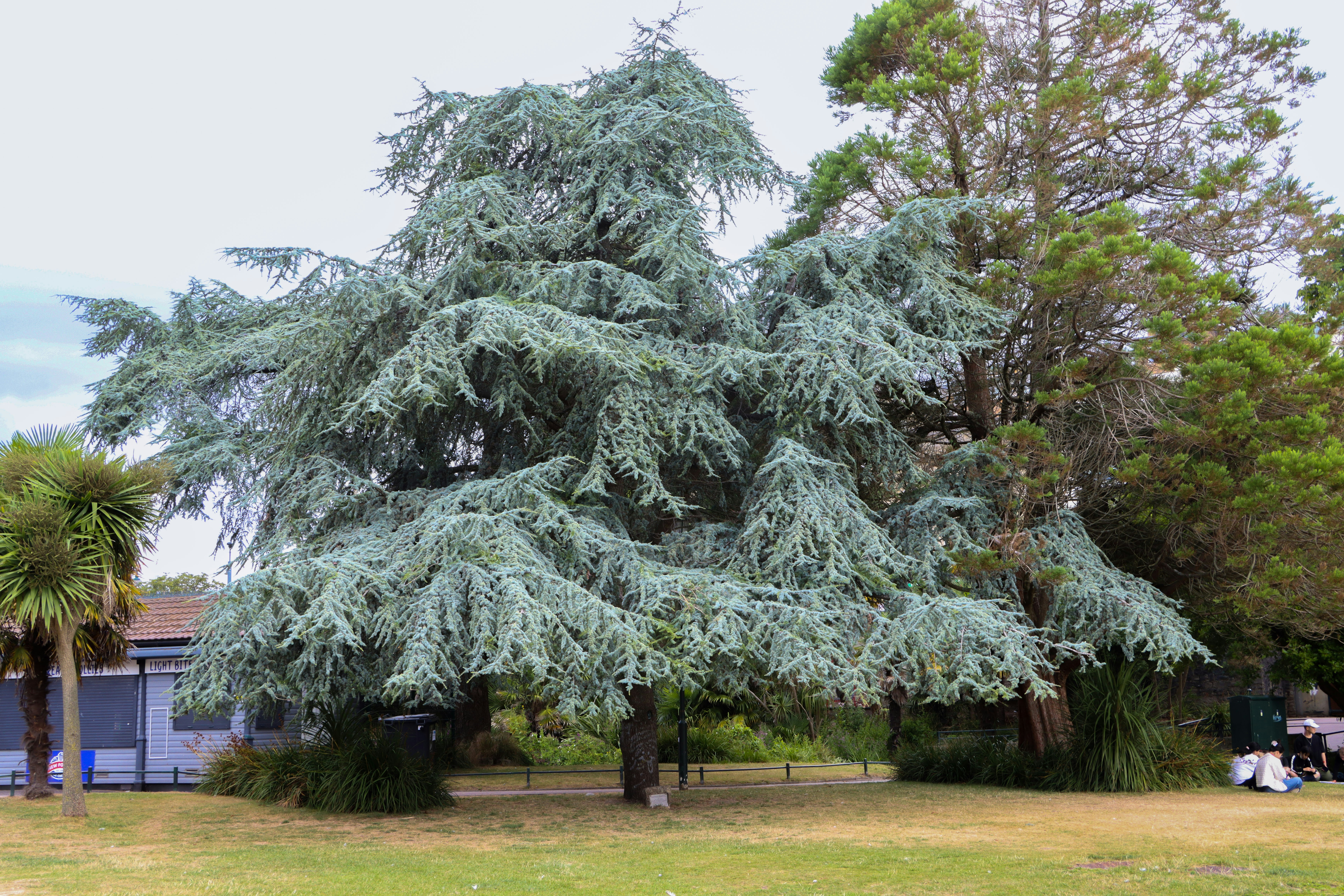 Grand cèdre bleu de l’atlas dans un parc. photo – Image gratuite de ...