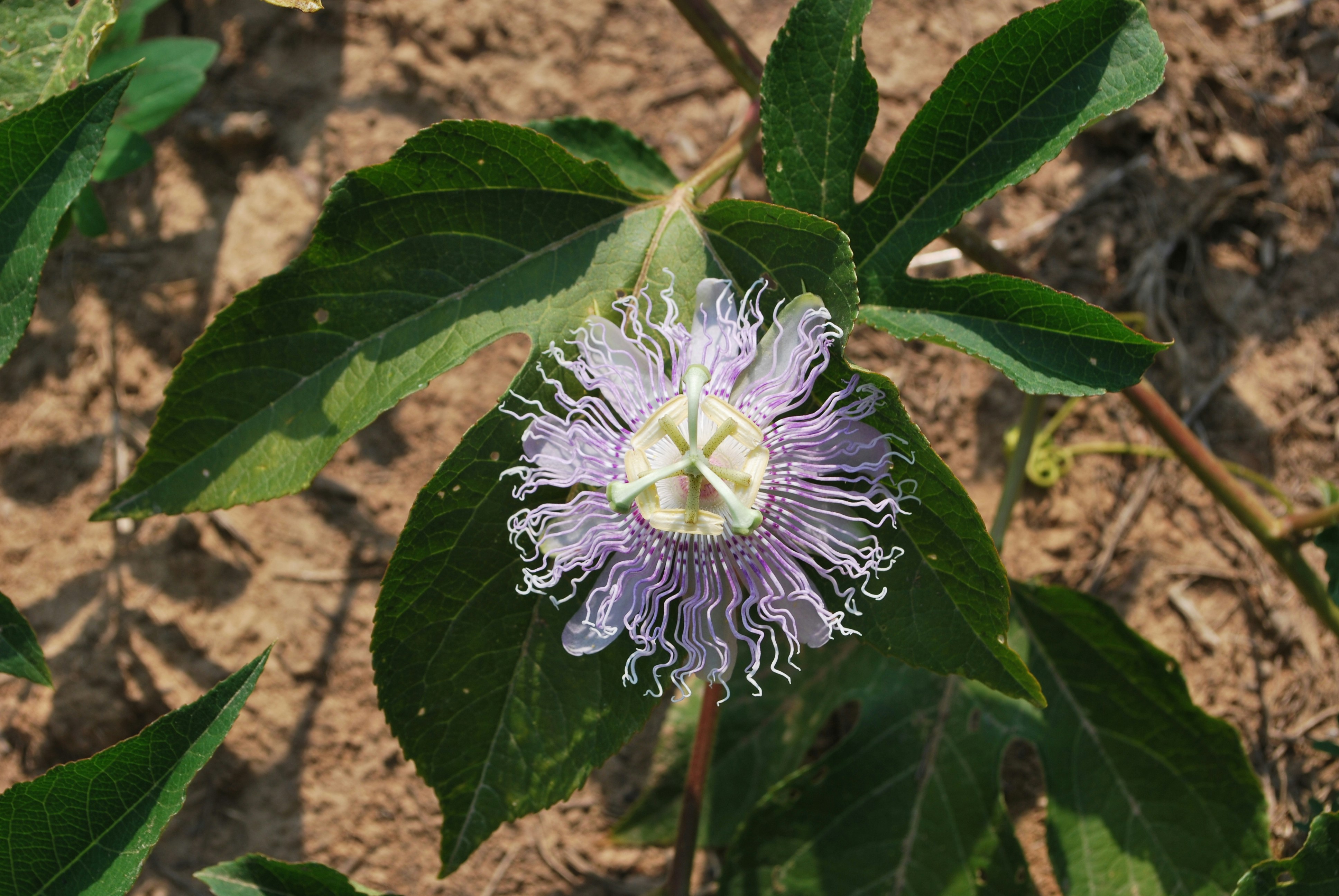 Whimsical Bloom: Nature's Intricate Design
