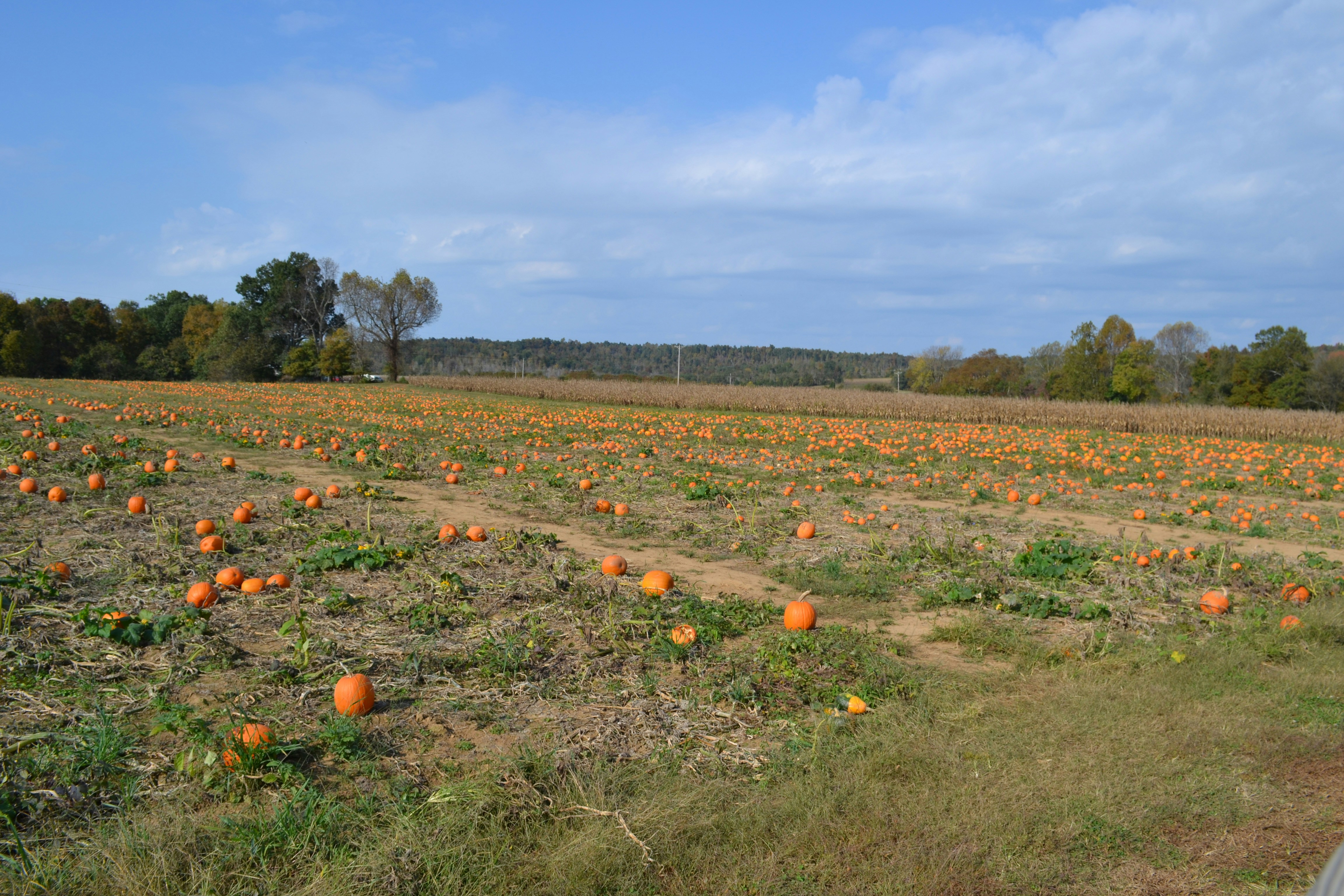 Patchwork Harvest: Pumpkin Field Under a Calm Autumn Sky