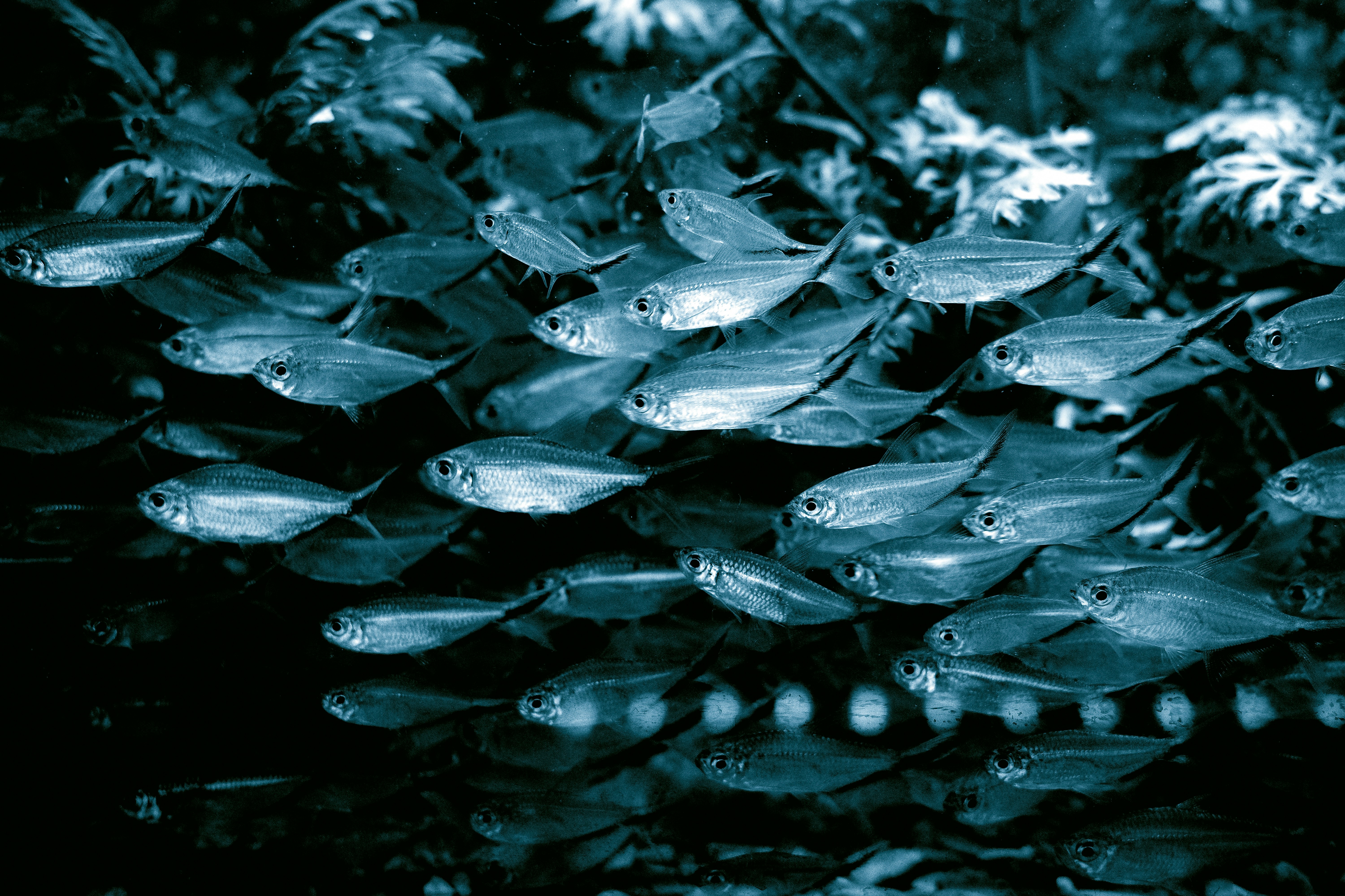 A school of small silver fish swims together. photo – Free Fish Image ...
