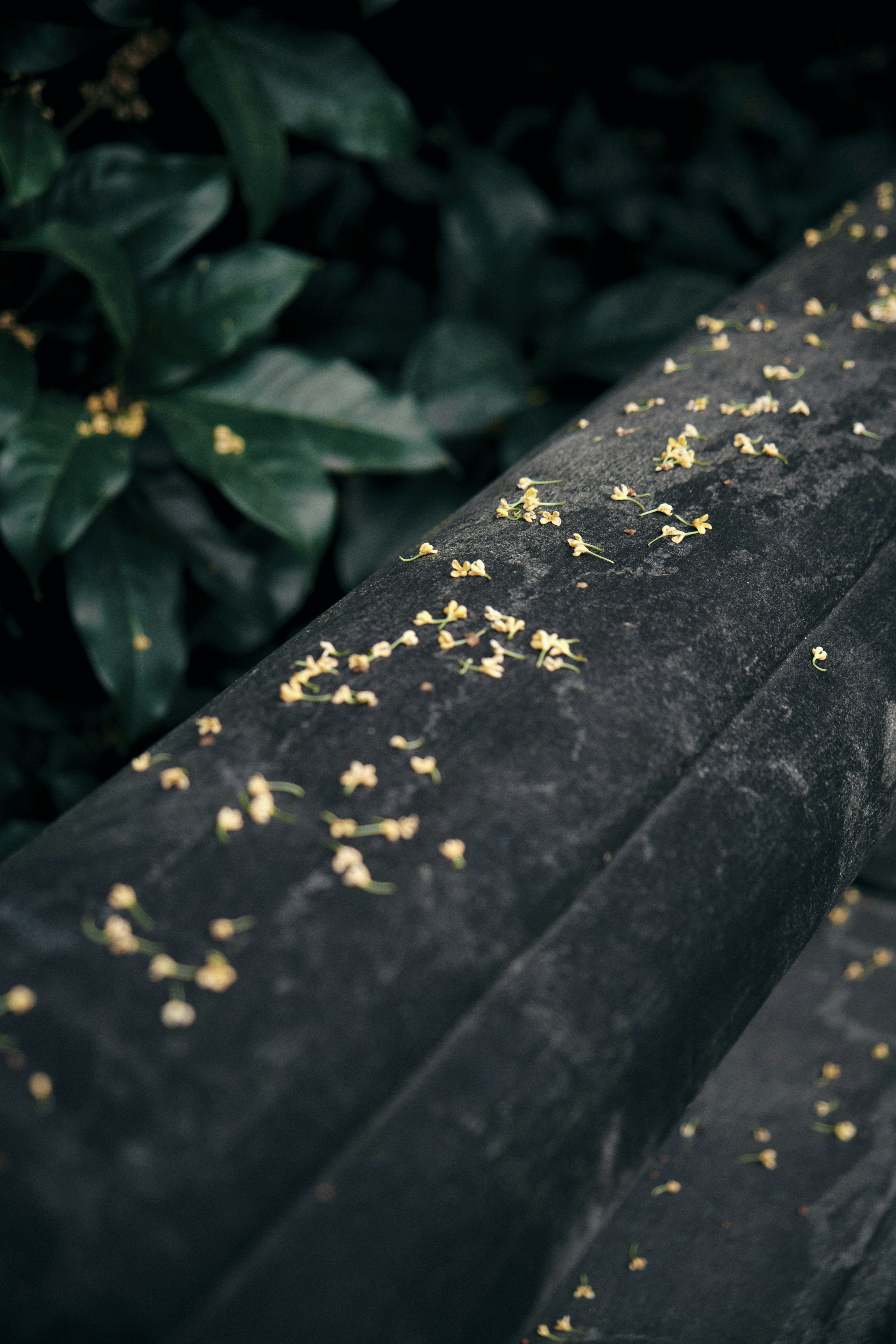 Yellow Confetti on a Weathered Railing, Framed by Green Shadows