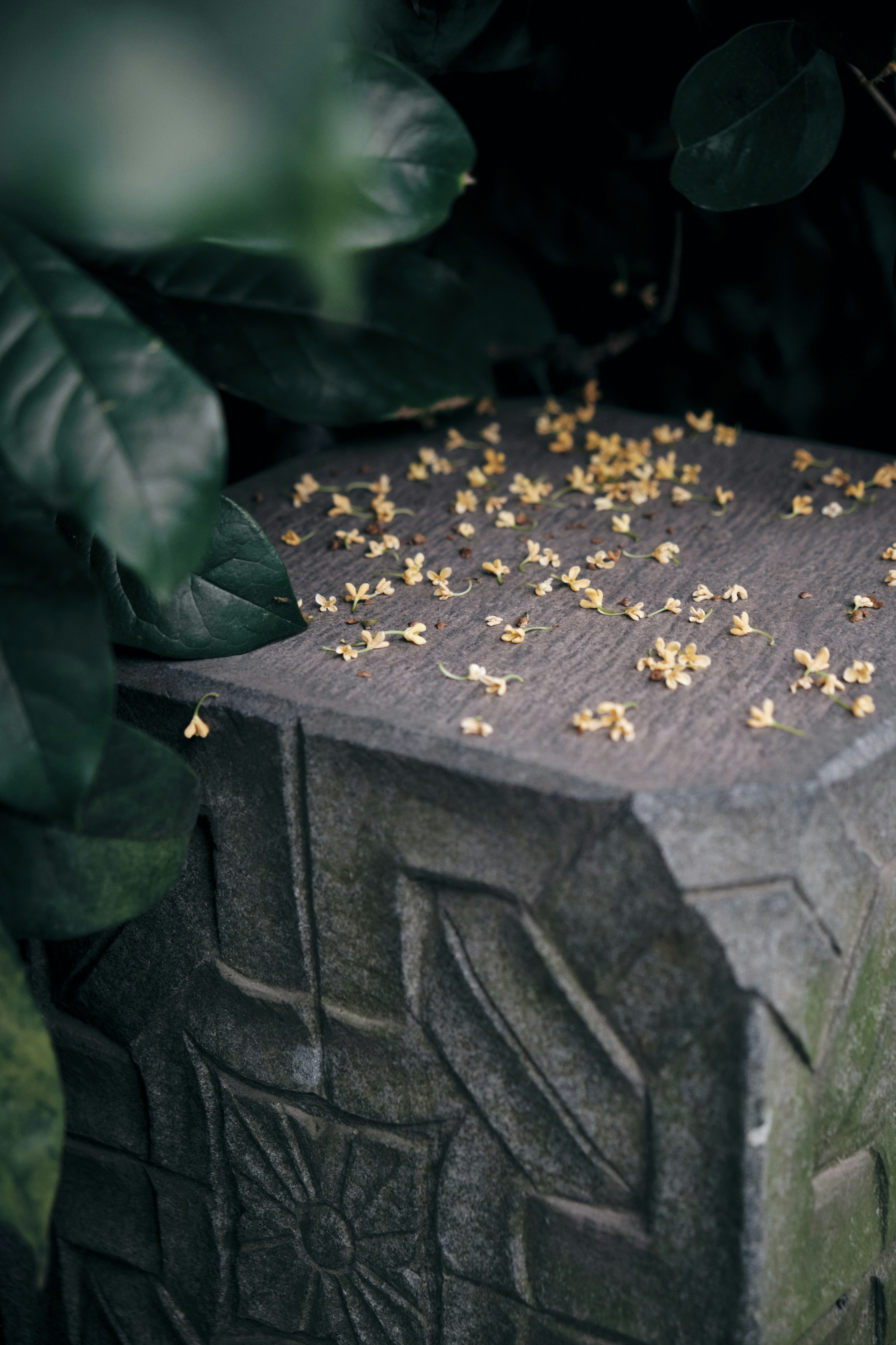 Petals on a Weathered Stone Pedestal Surrounded by Dark Foliage