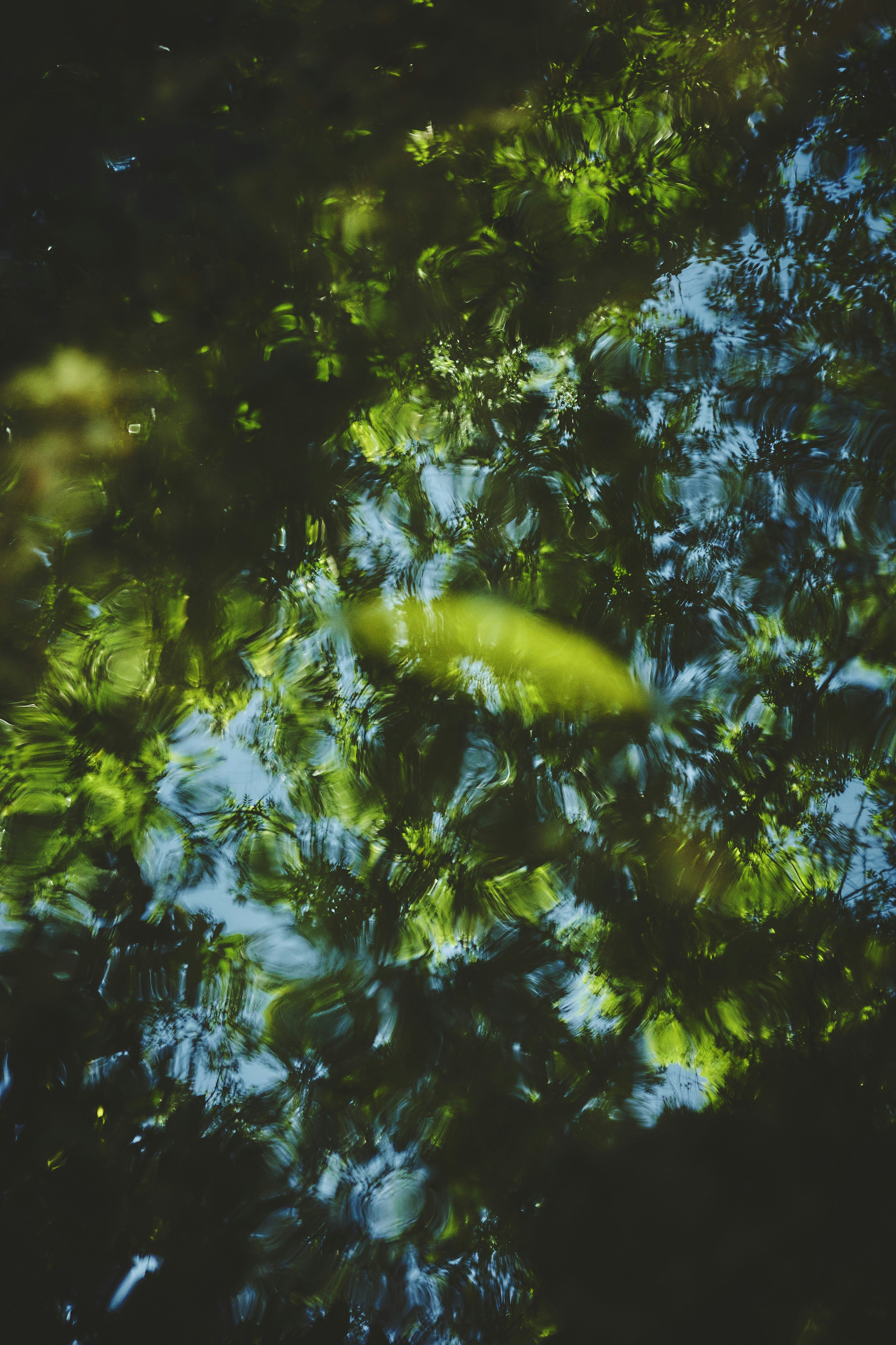 Photo by Seele An with Ricoh GR IIIx