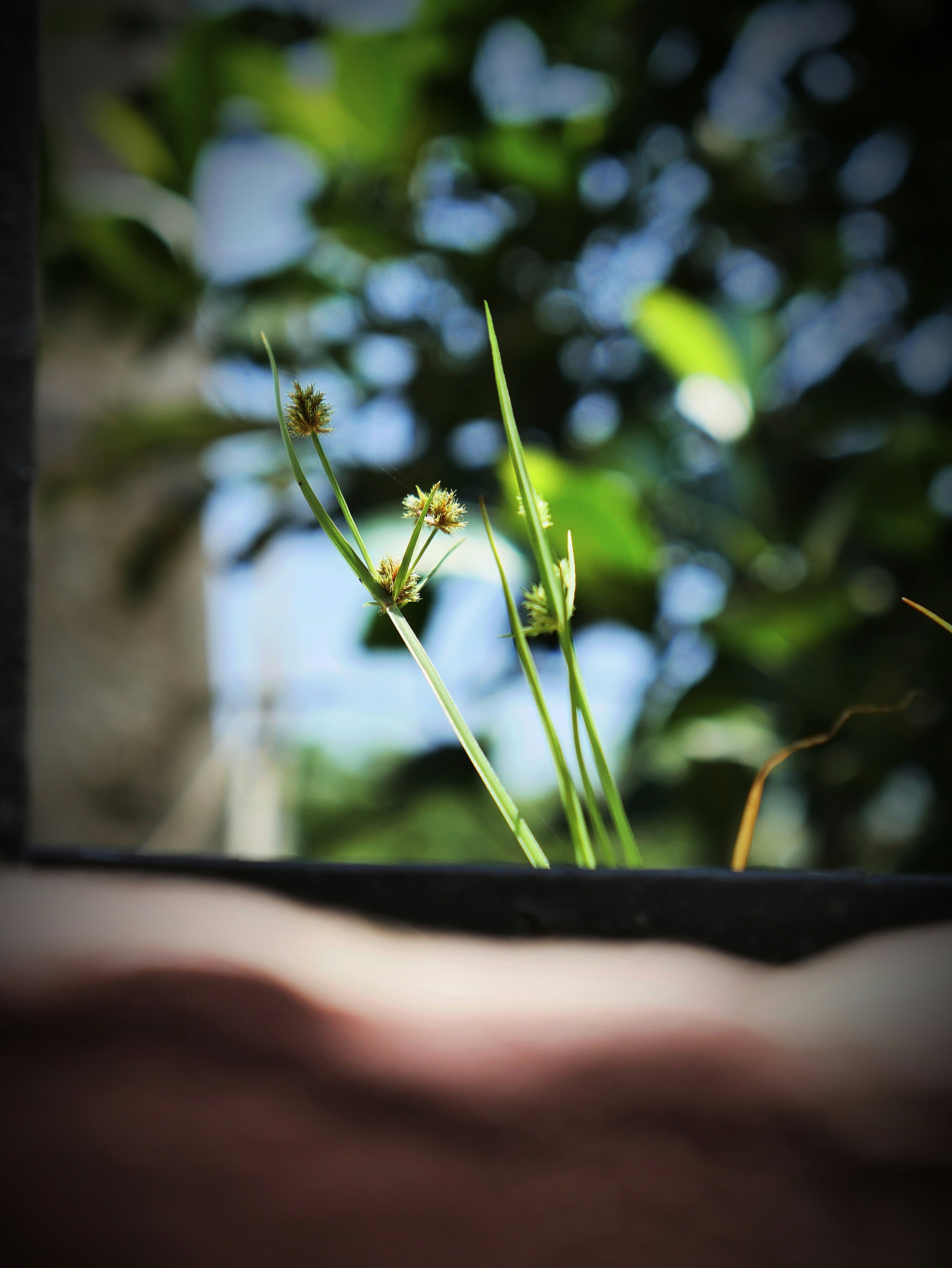 Delicate green grass sprouts emerge from dark foreground.