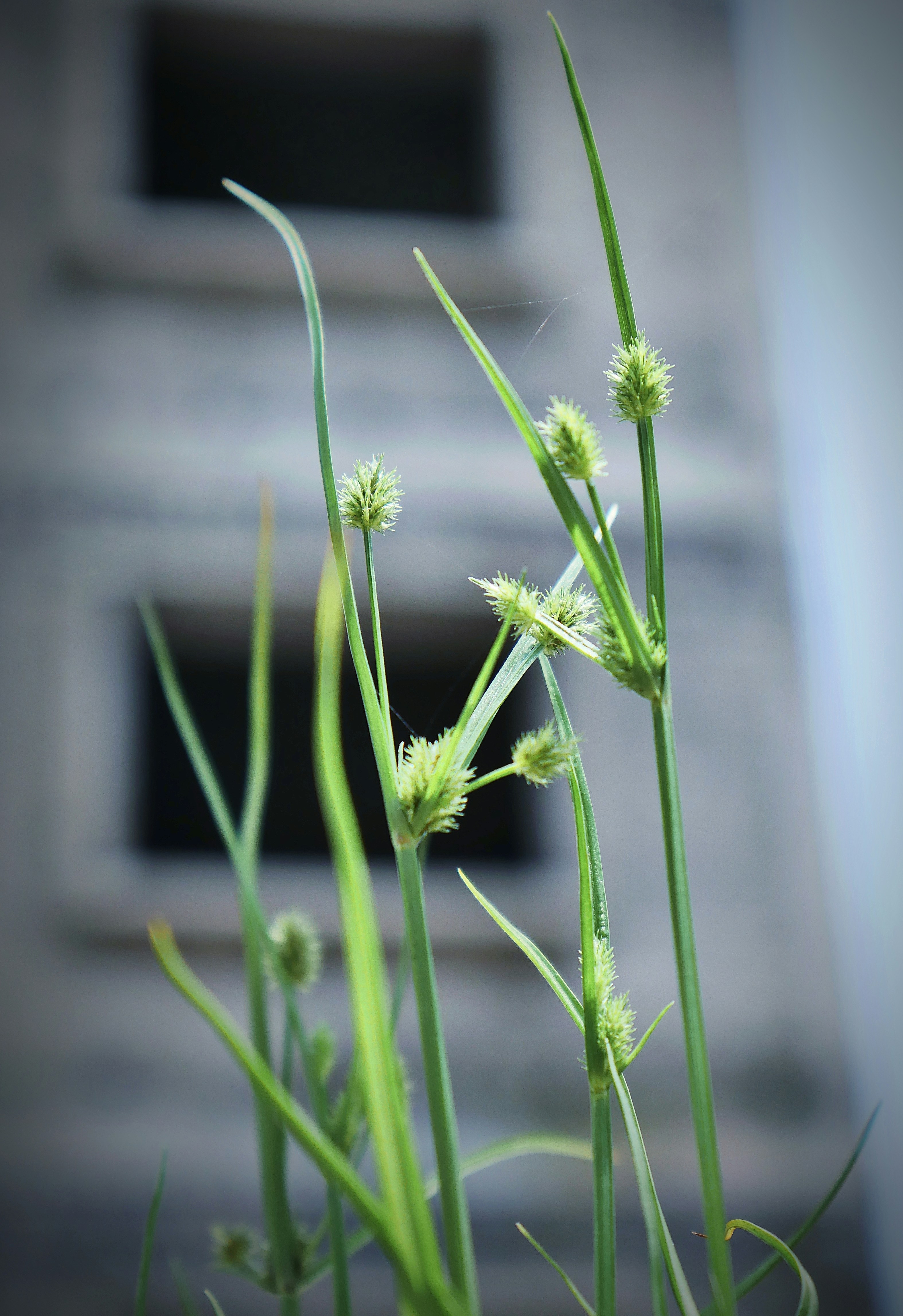 Green grass stems with seed heads against blurred background.