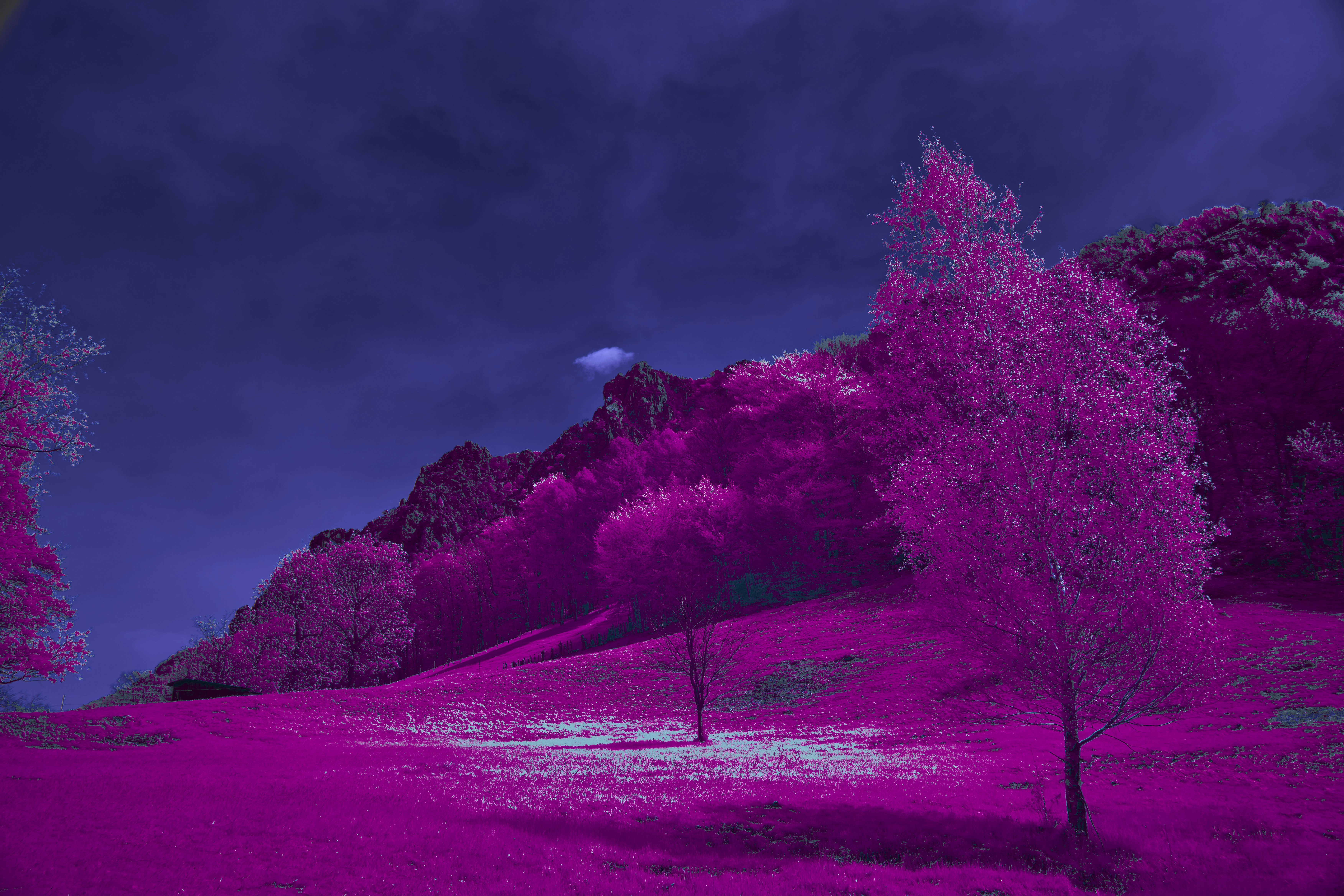 Surreal landscape with pink trees and purple sky.