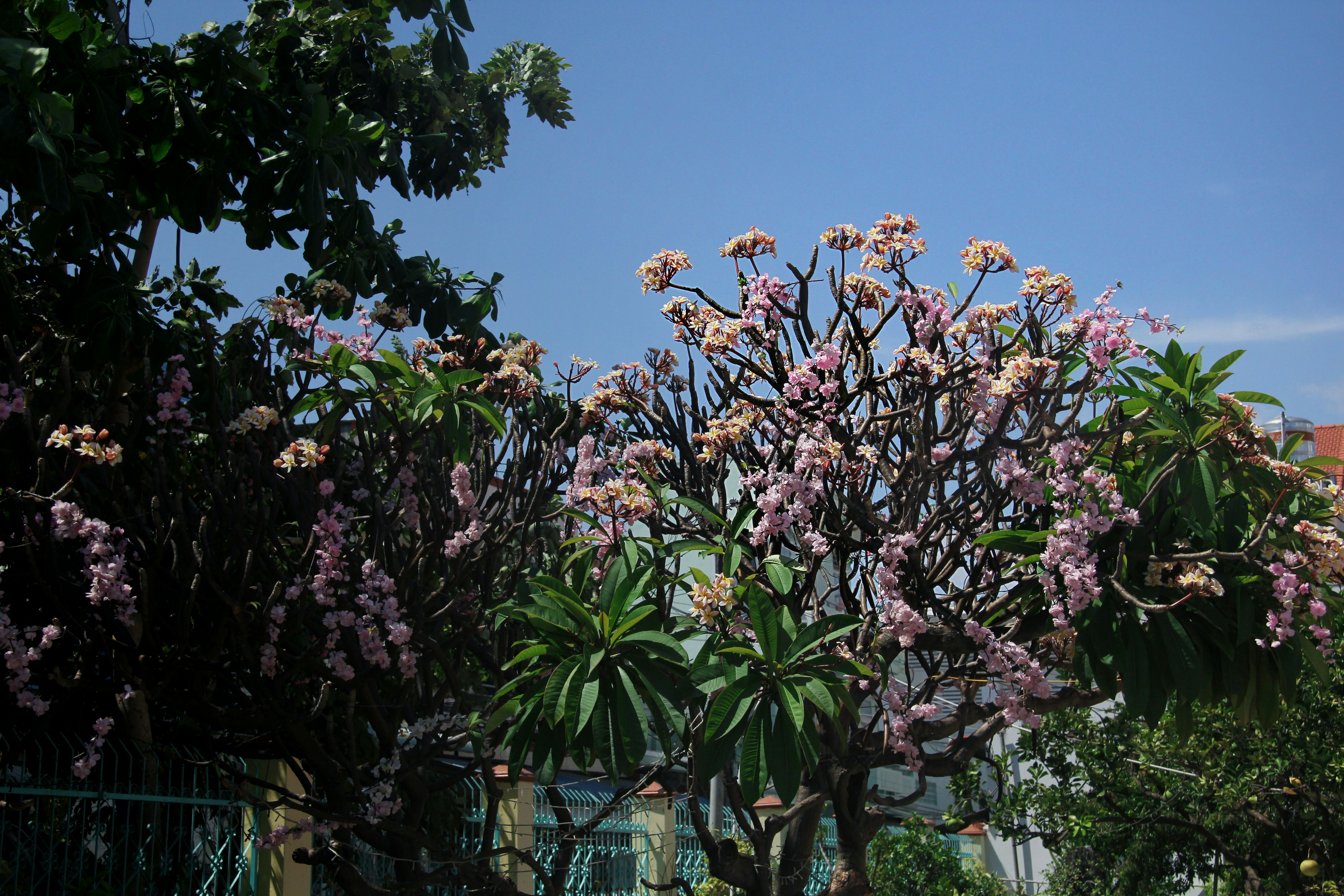 Frangipani flowers at “Ba Duc Sanh pagoda” | Pink flowers bloom on a tree under a blue sky.