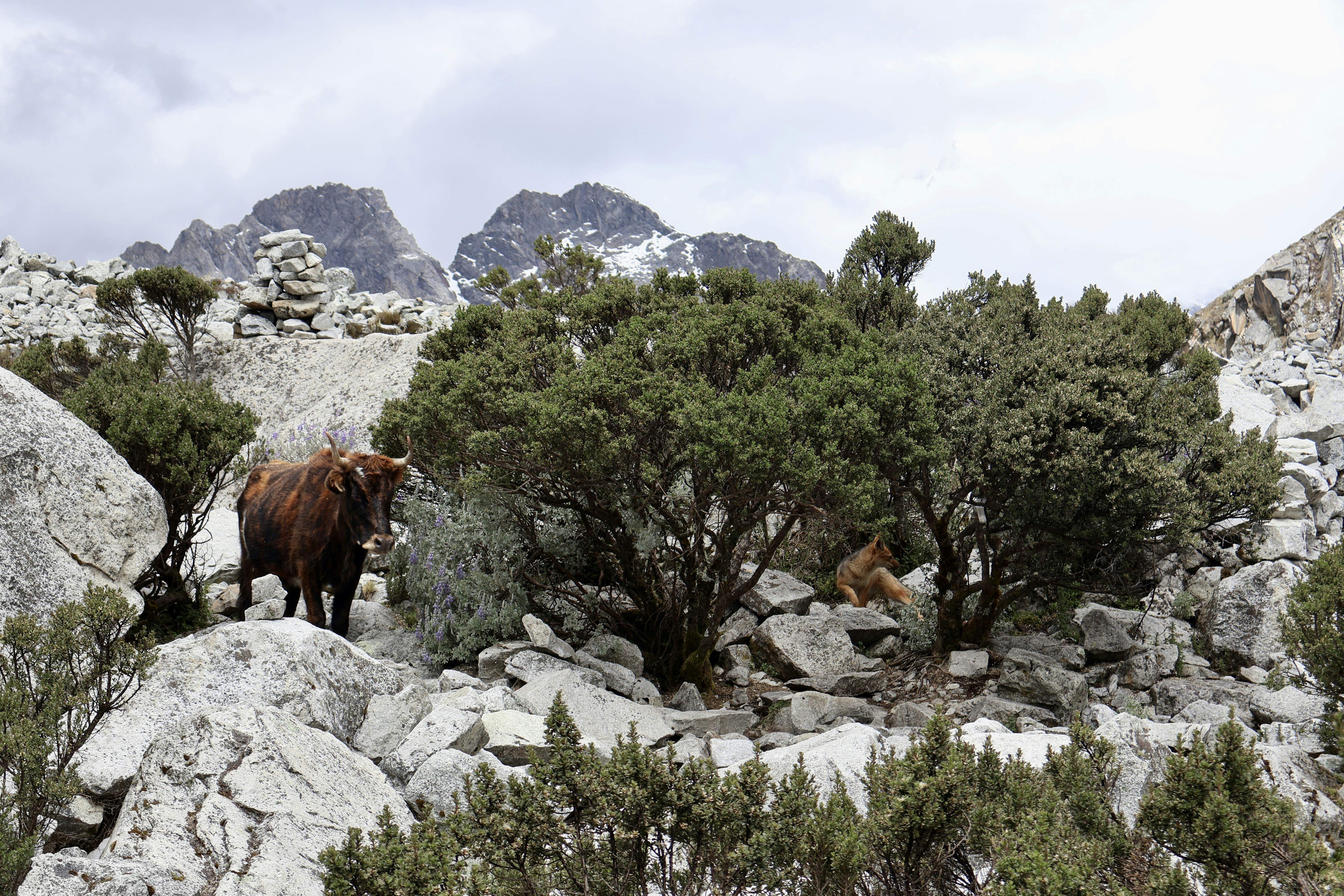 Two goats in a rocky, mountainous landscape with trees.