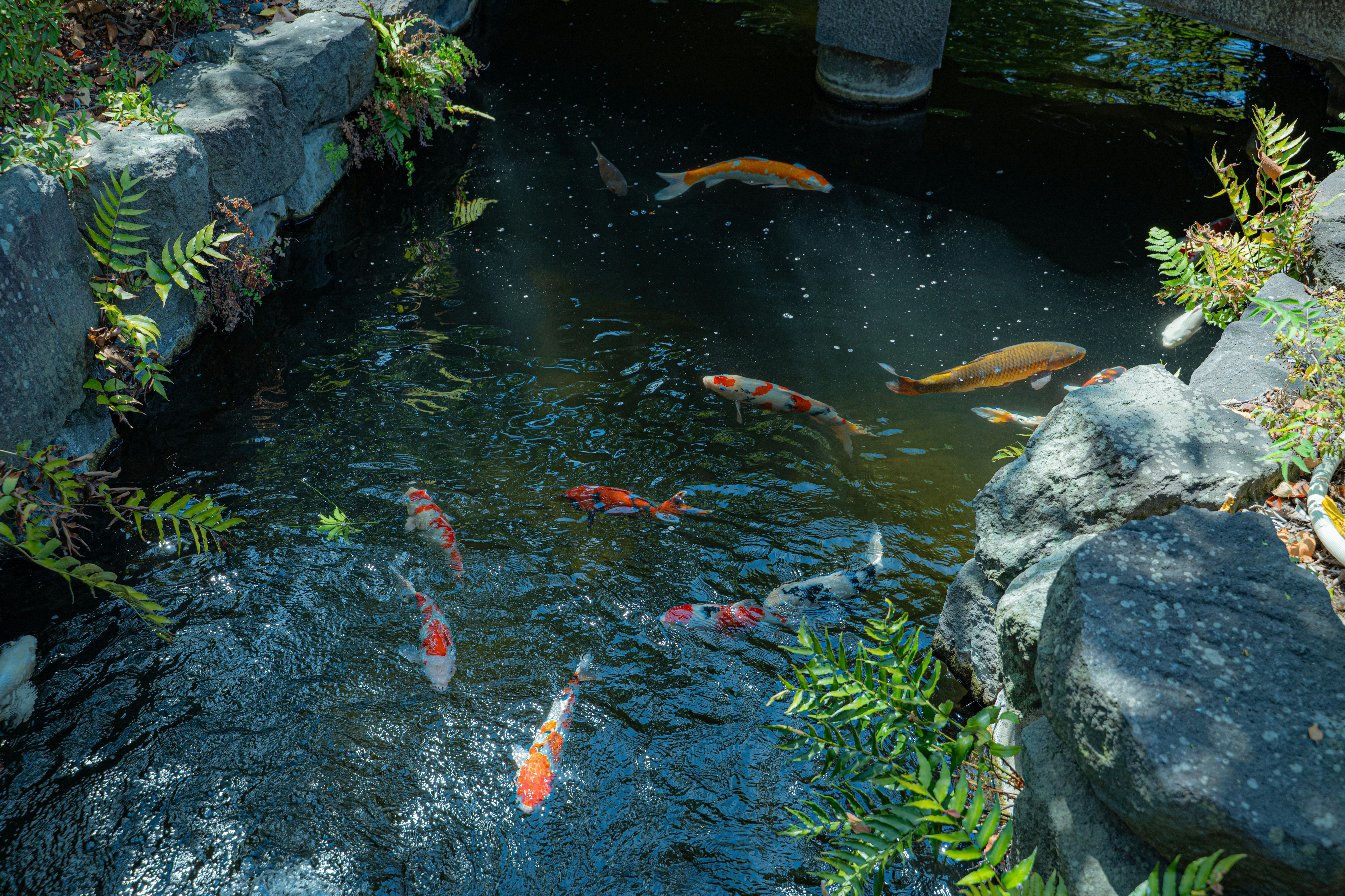 Colorful koi fish swimming in a pond