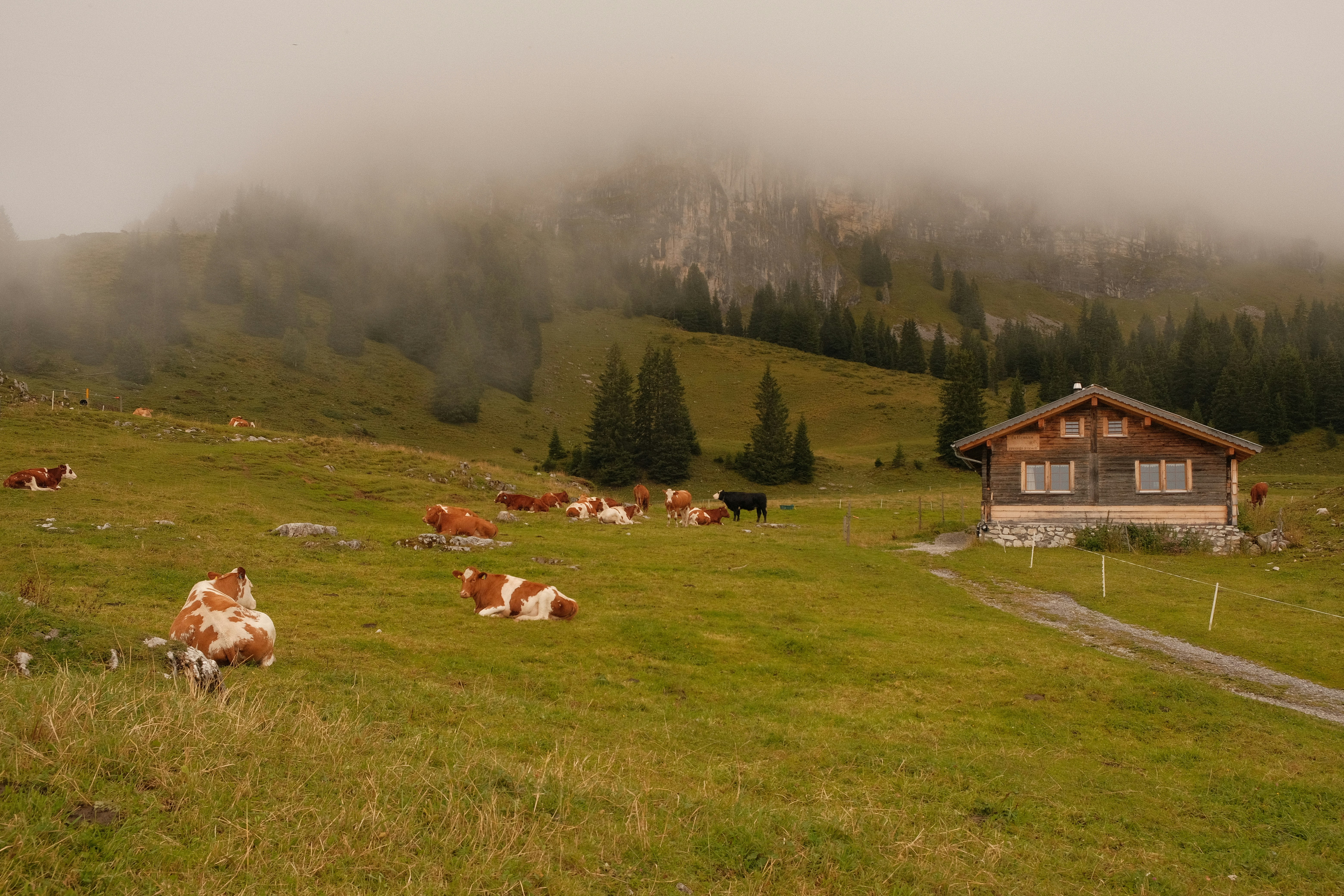 Serene Alpine Homestead Amidst Misty Pastures