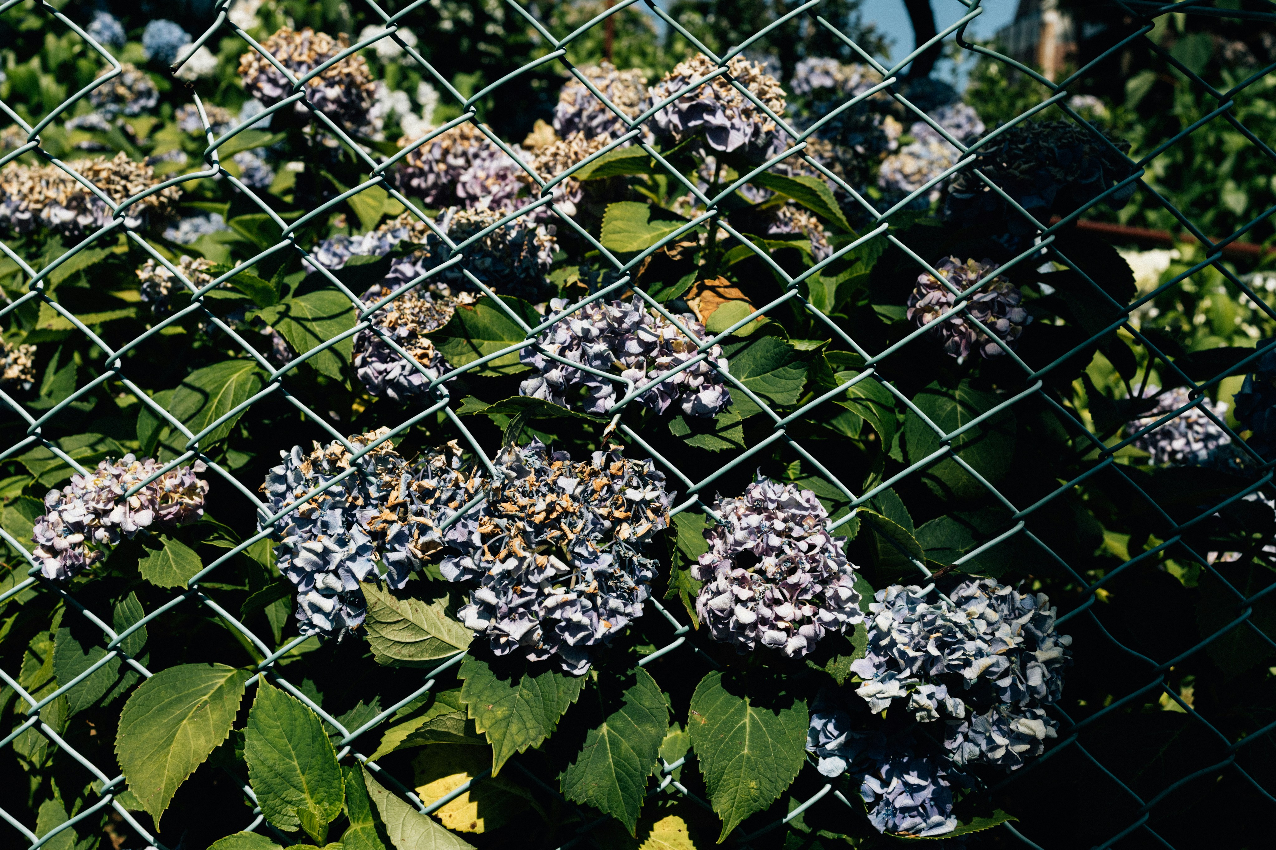 Blue hydrangeas bloom behind a chain-link fence. photo – Free Flower ...