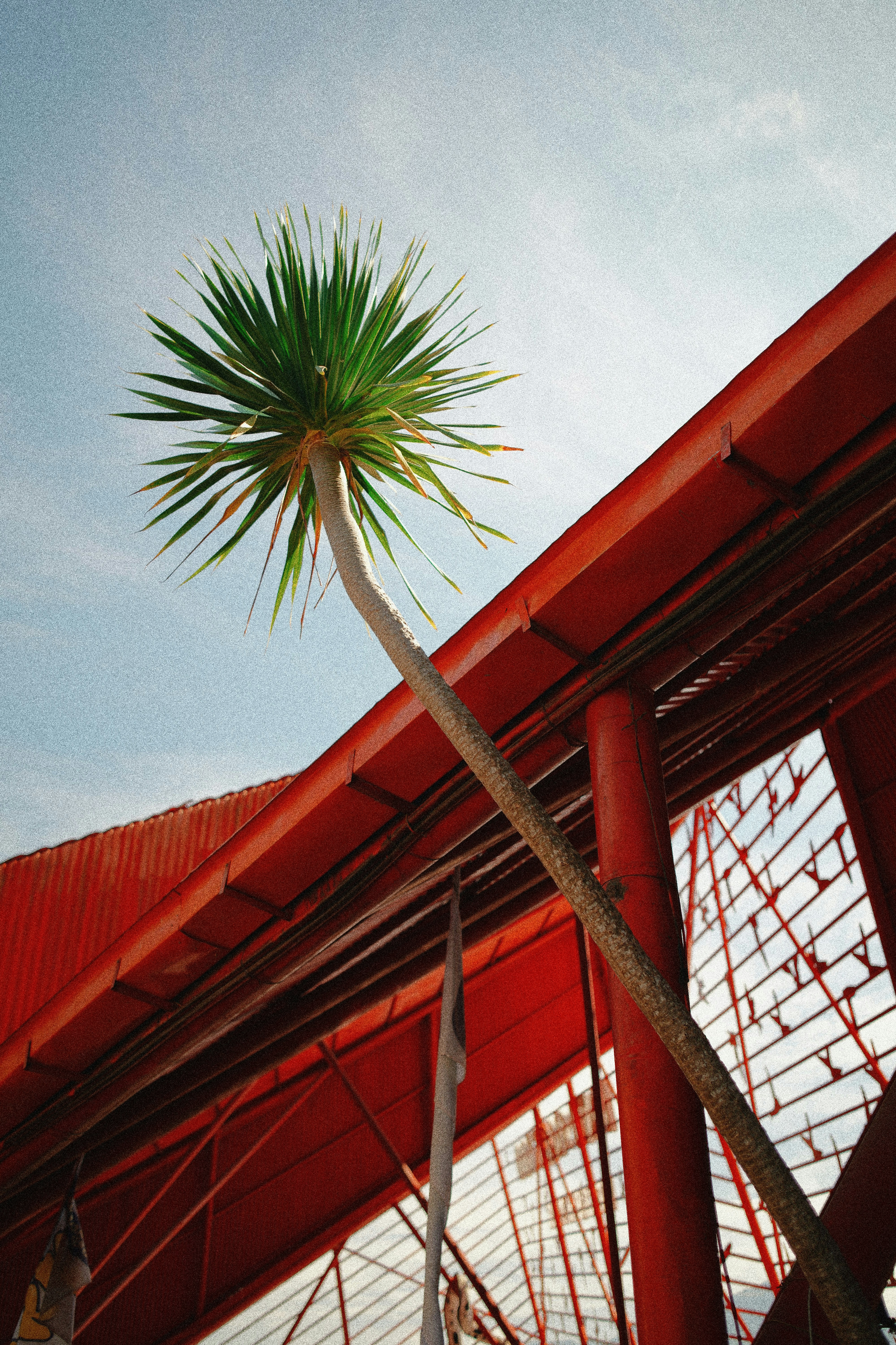 Palm Crown Reaching Through Crimson Rails
