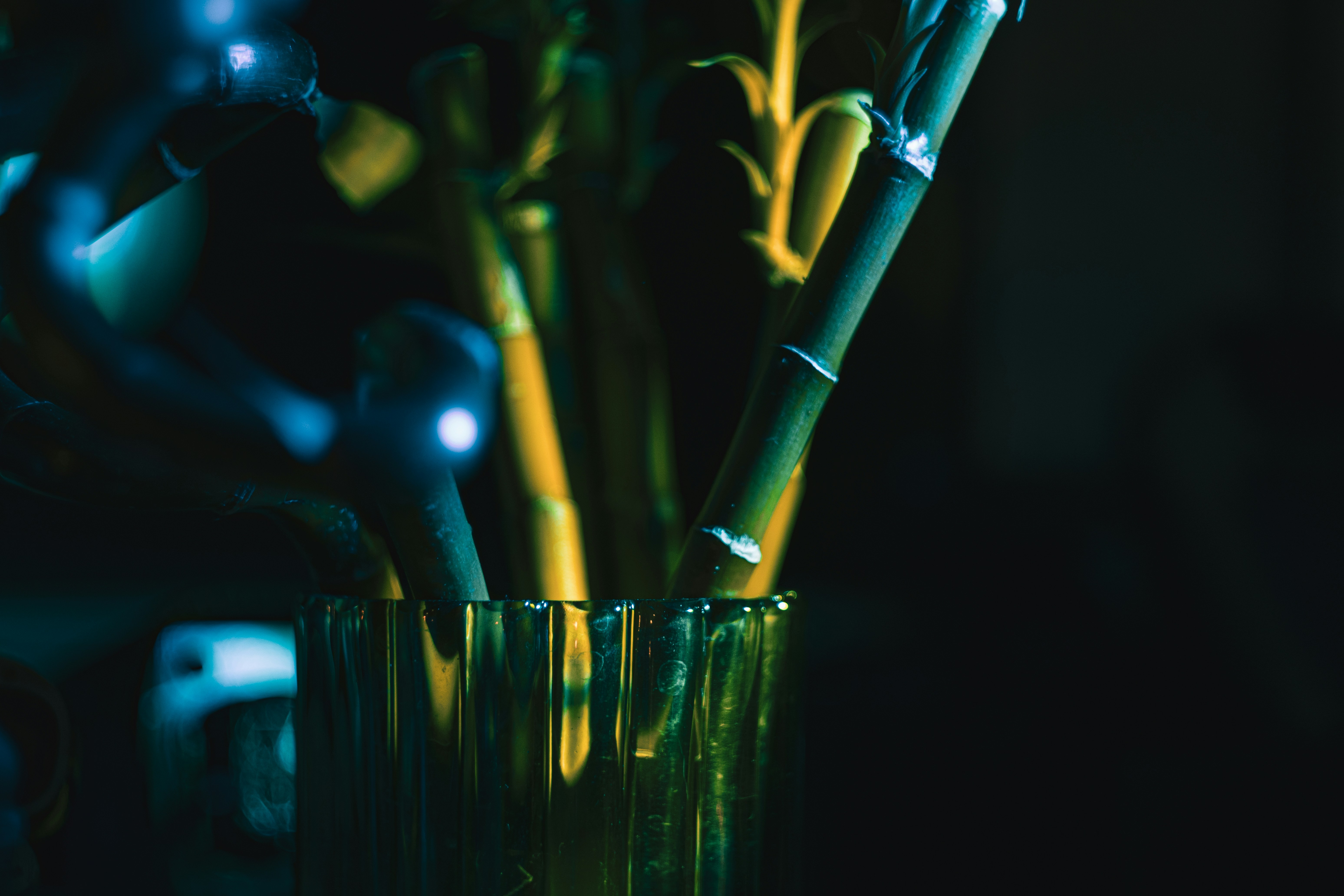 Green bamboo stalks in a glass vase