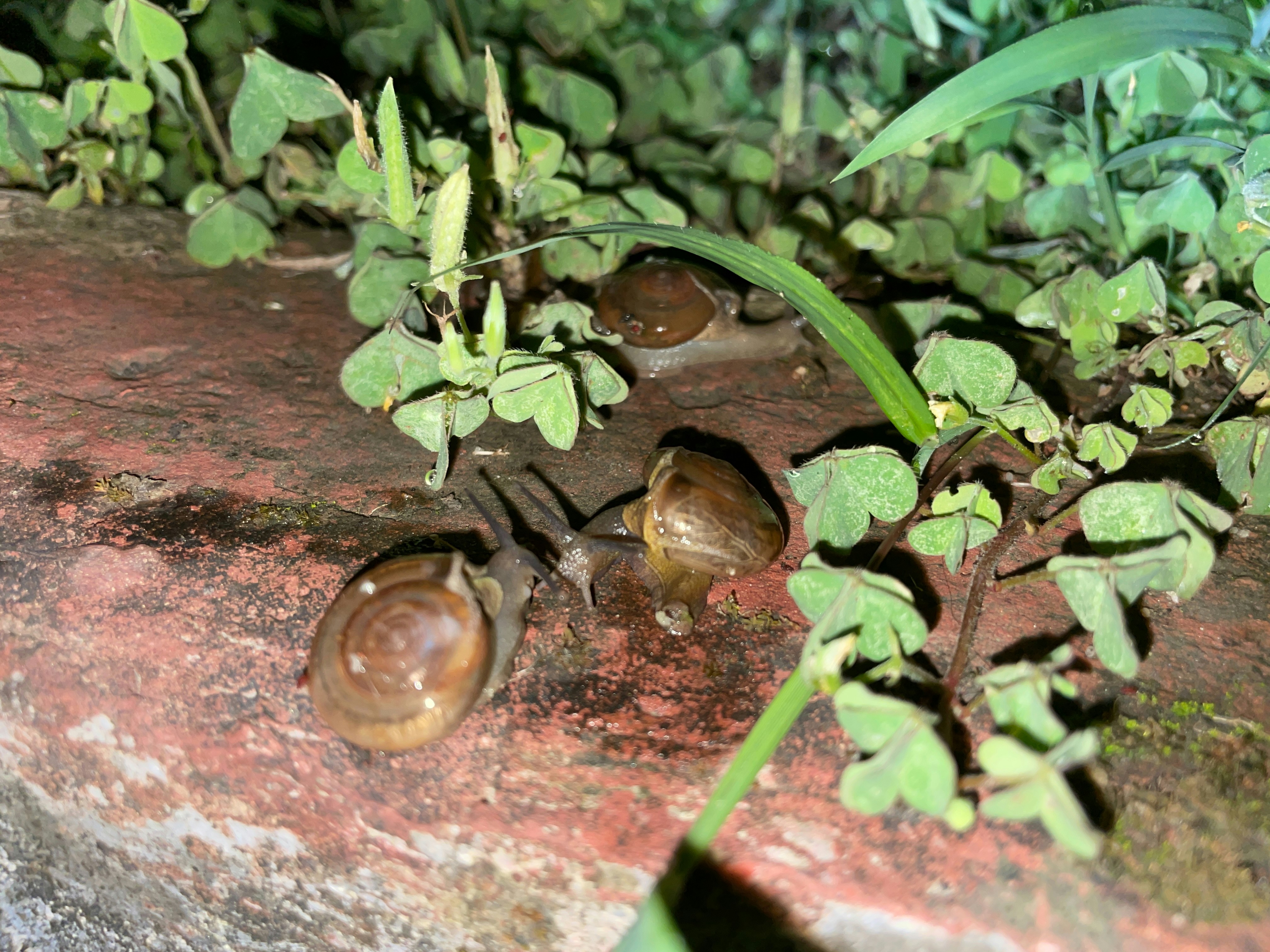 Nocturnal Wanderers: Snails in the Night