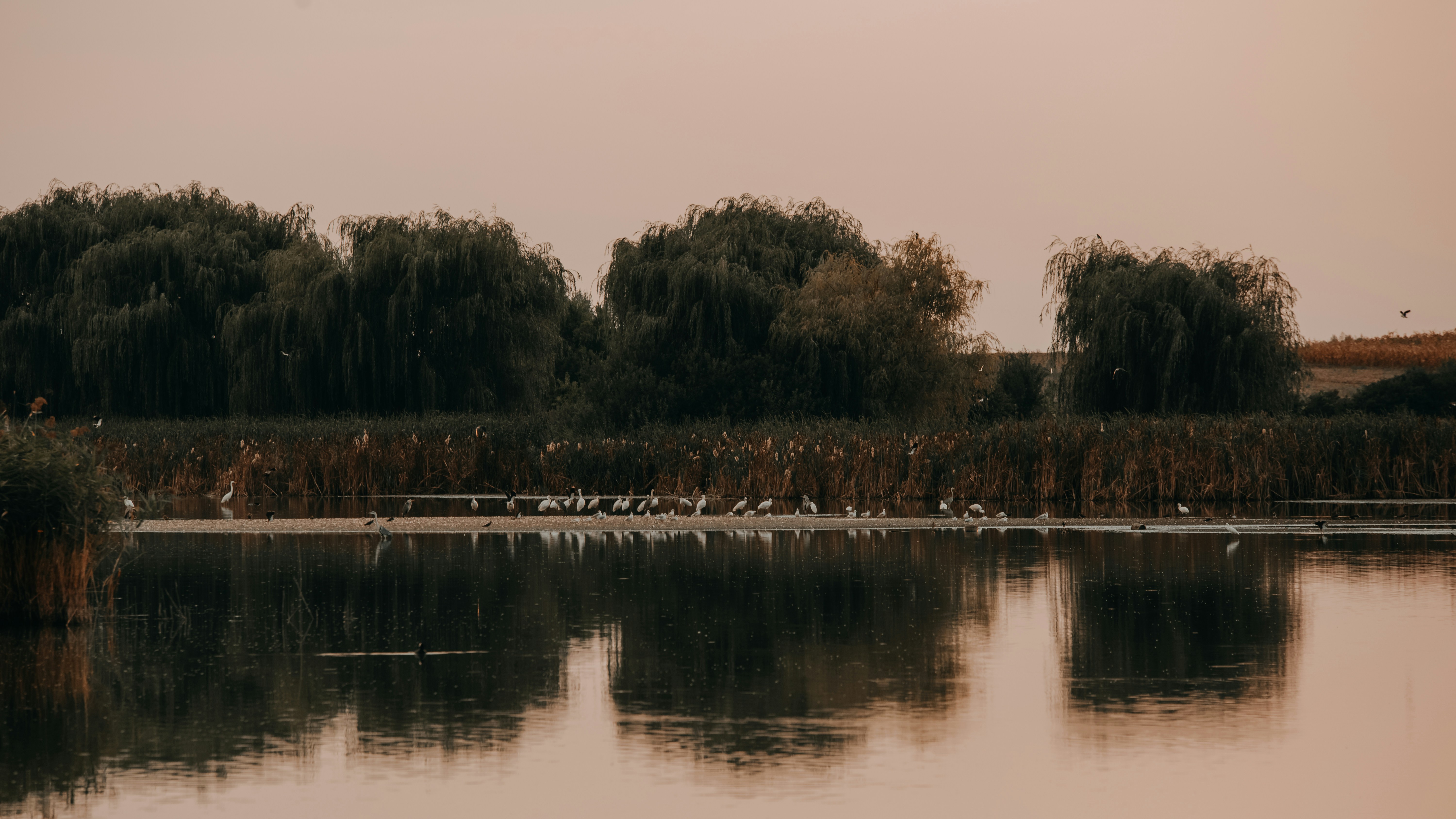 A flock of birds rests by a tranquil lake at dusk.