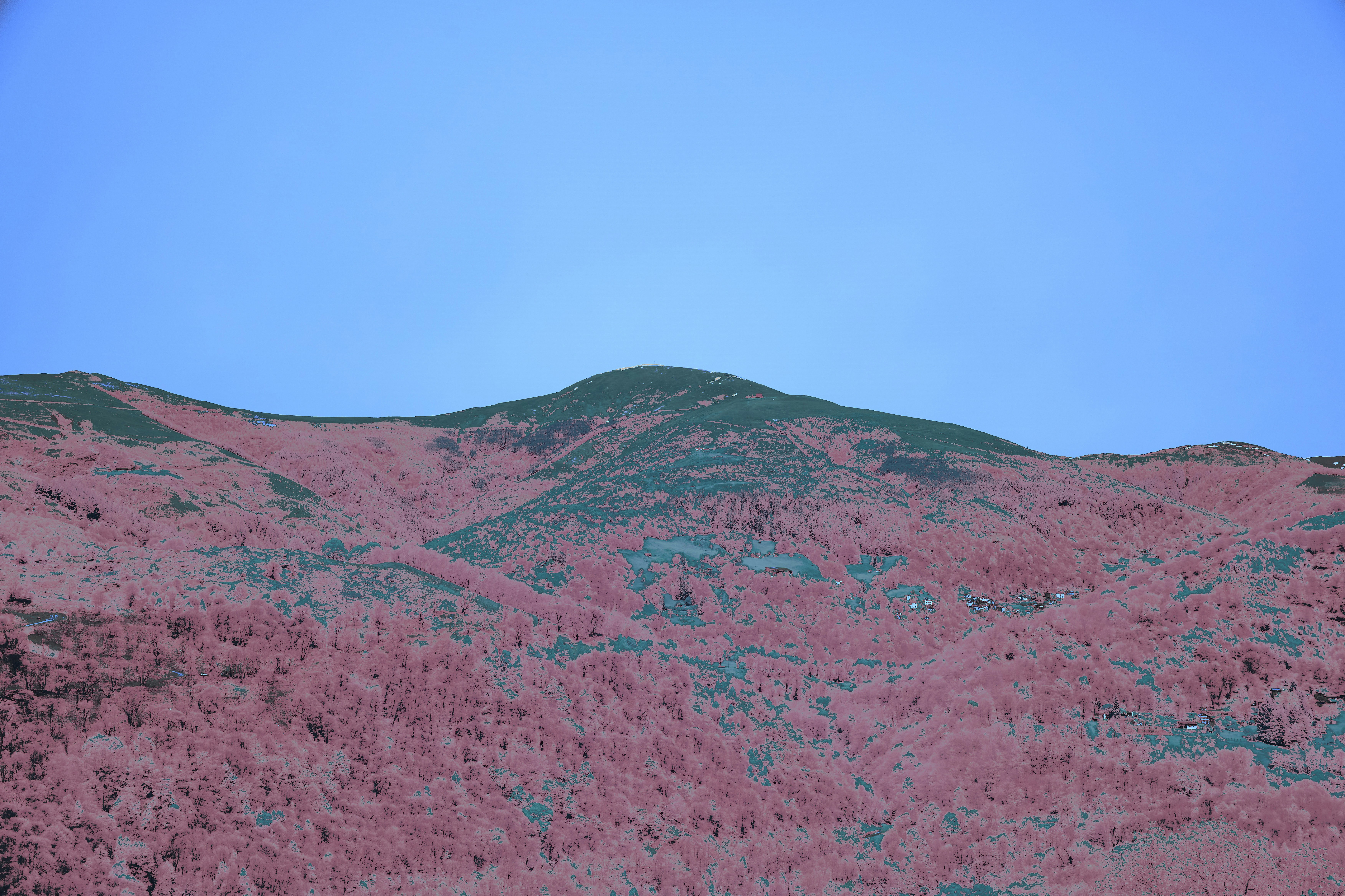 Pink forest covers hills under a clear blue sky.