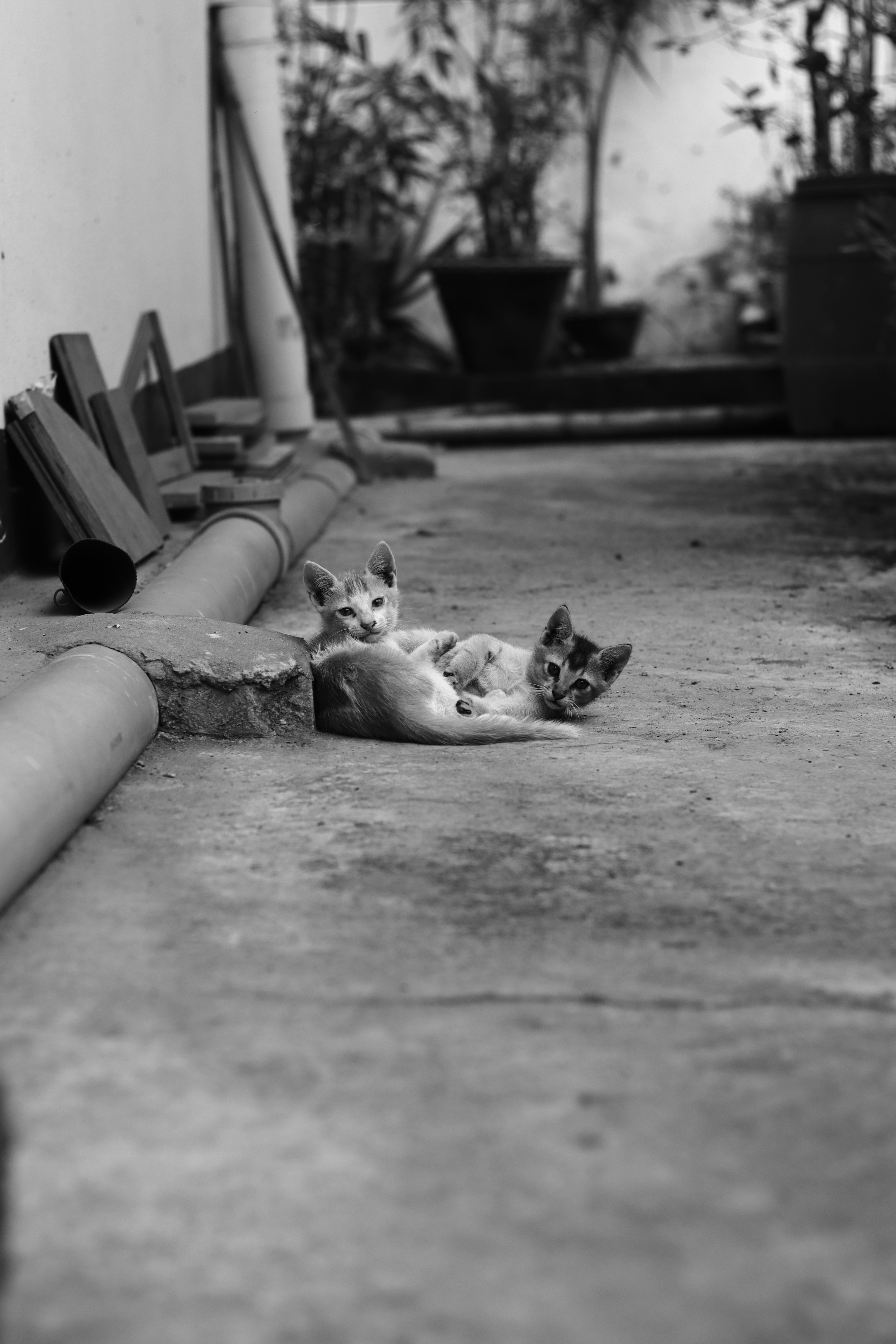 Two cats lounging comfortably on a concrete surface, surrounded by a rustic outdoor setting.