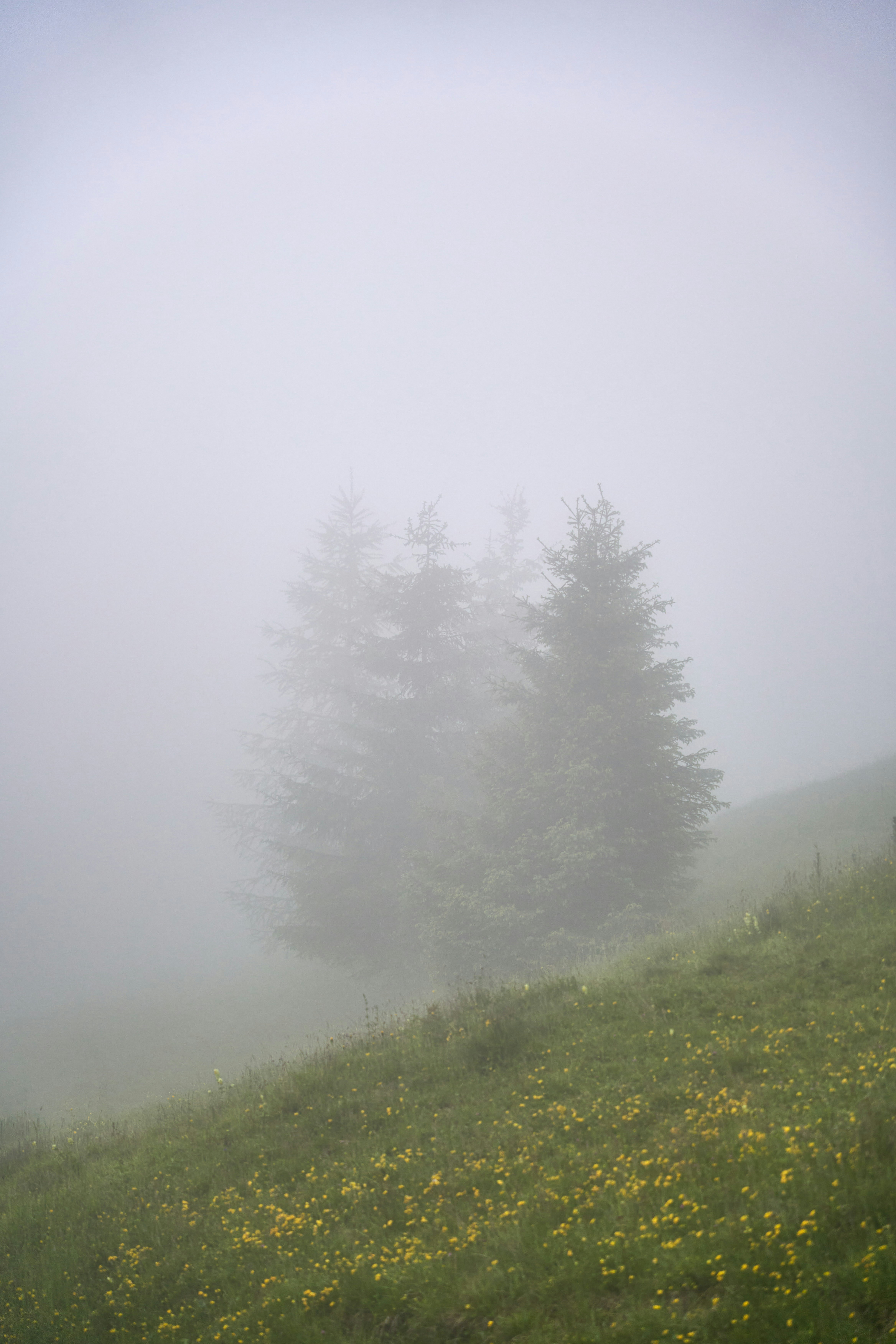 Misty forest with yellow wildflowers on a grassy hill.