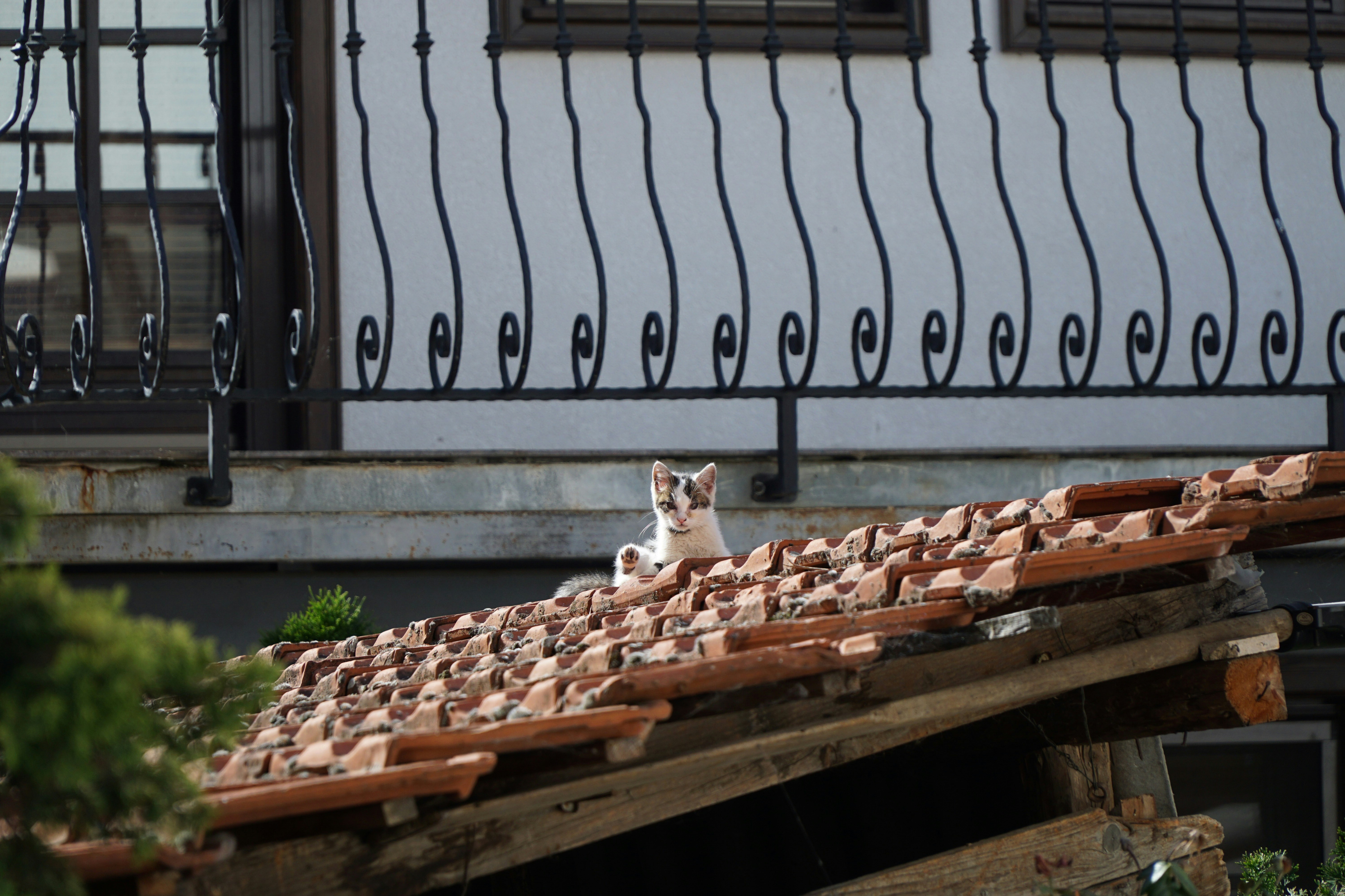 A cat sits on a tiled roof.