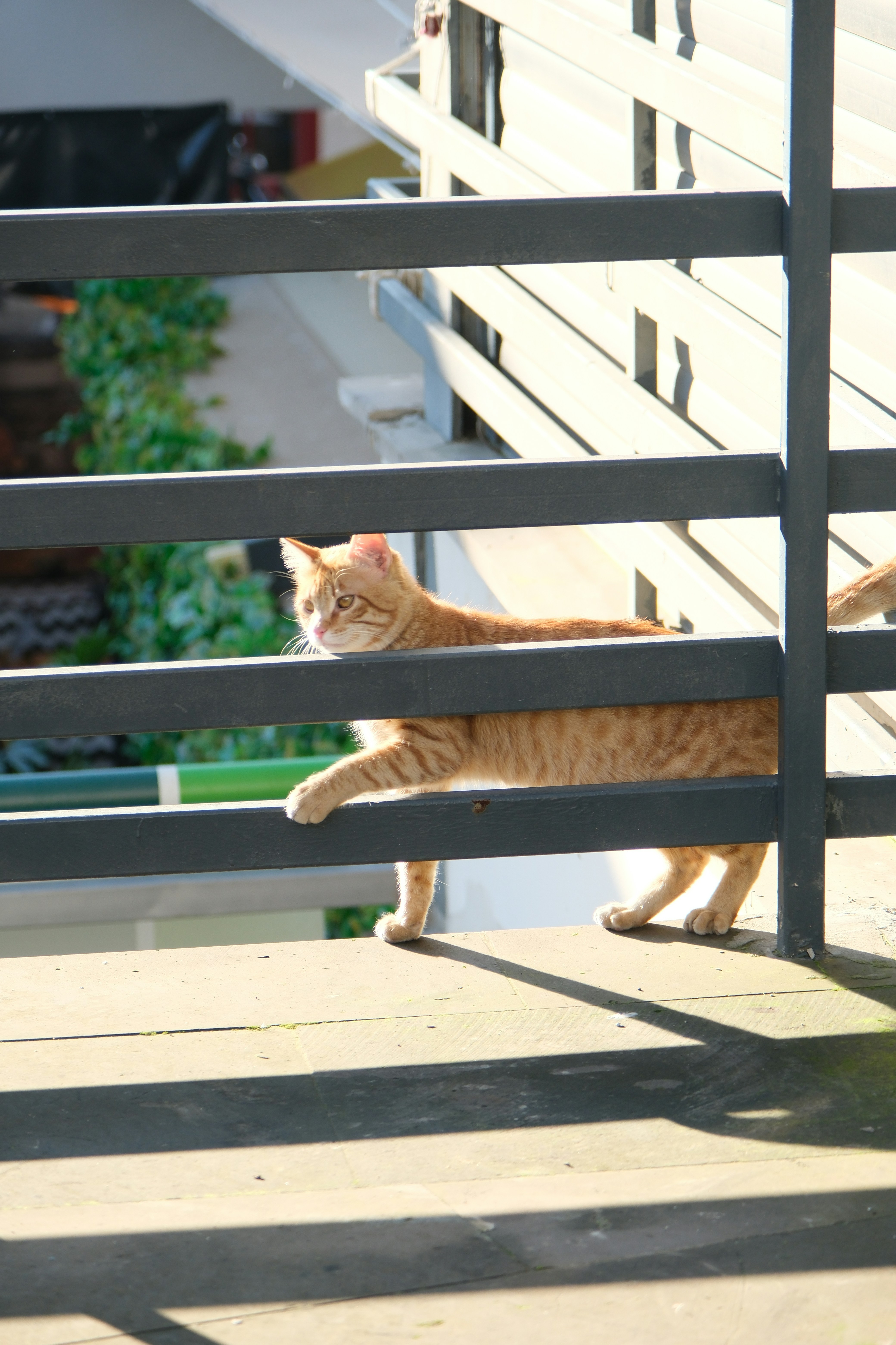 The Curious Cat's Balcony Adventure