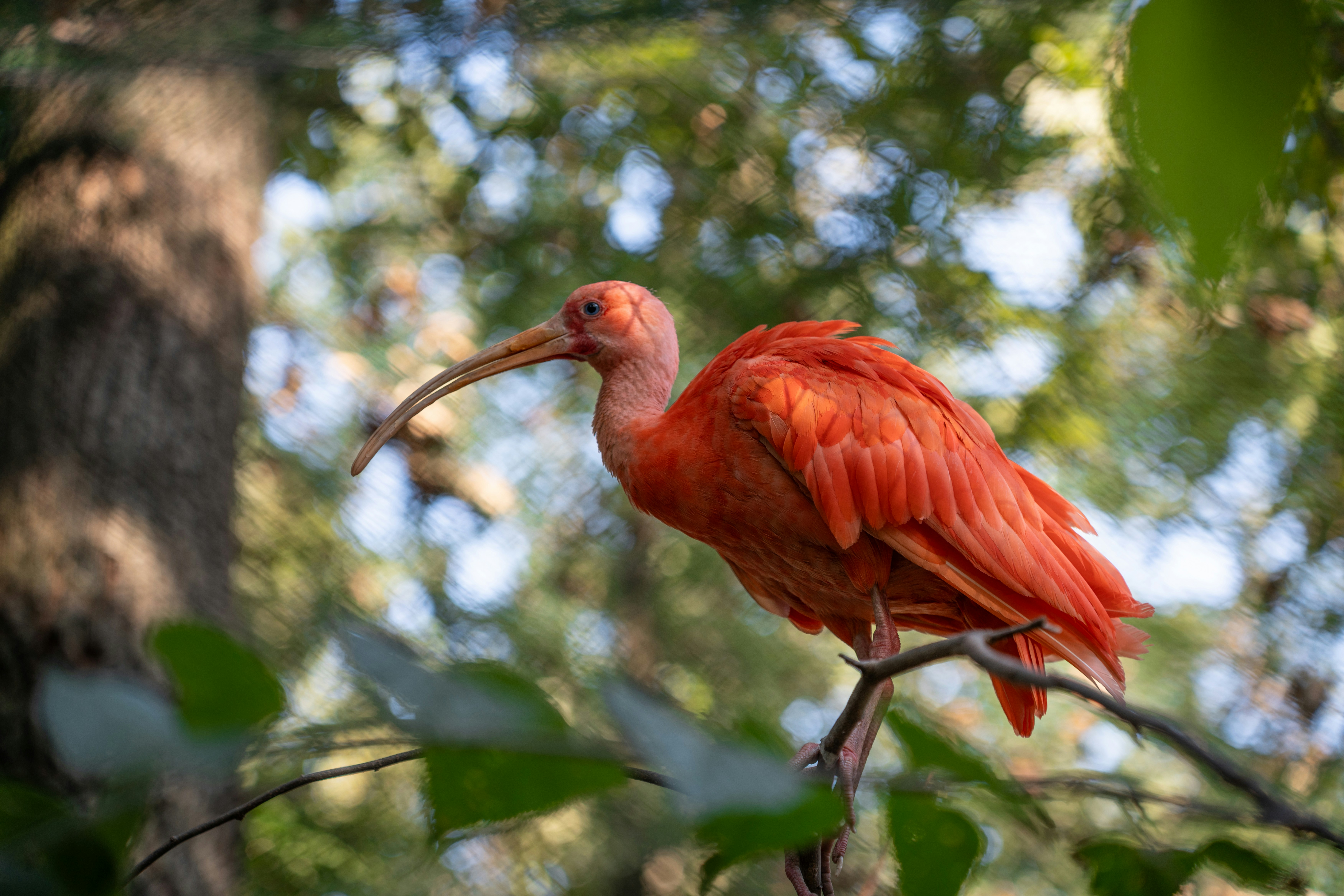 Scarlet ibis perched gracefully on a branch, showcasing its vibrant plumage against a blurred natural backdrop.