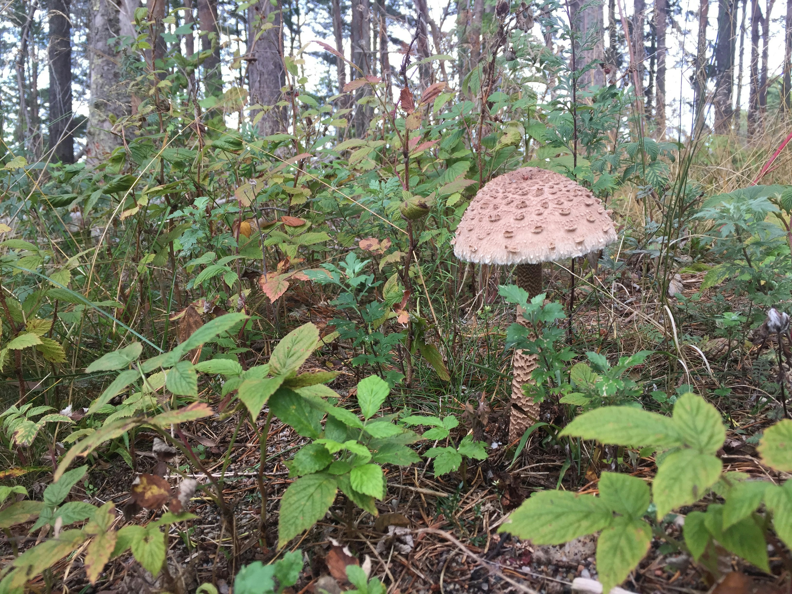 The Silent Sentinel of the Forest Floor
