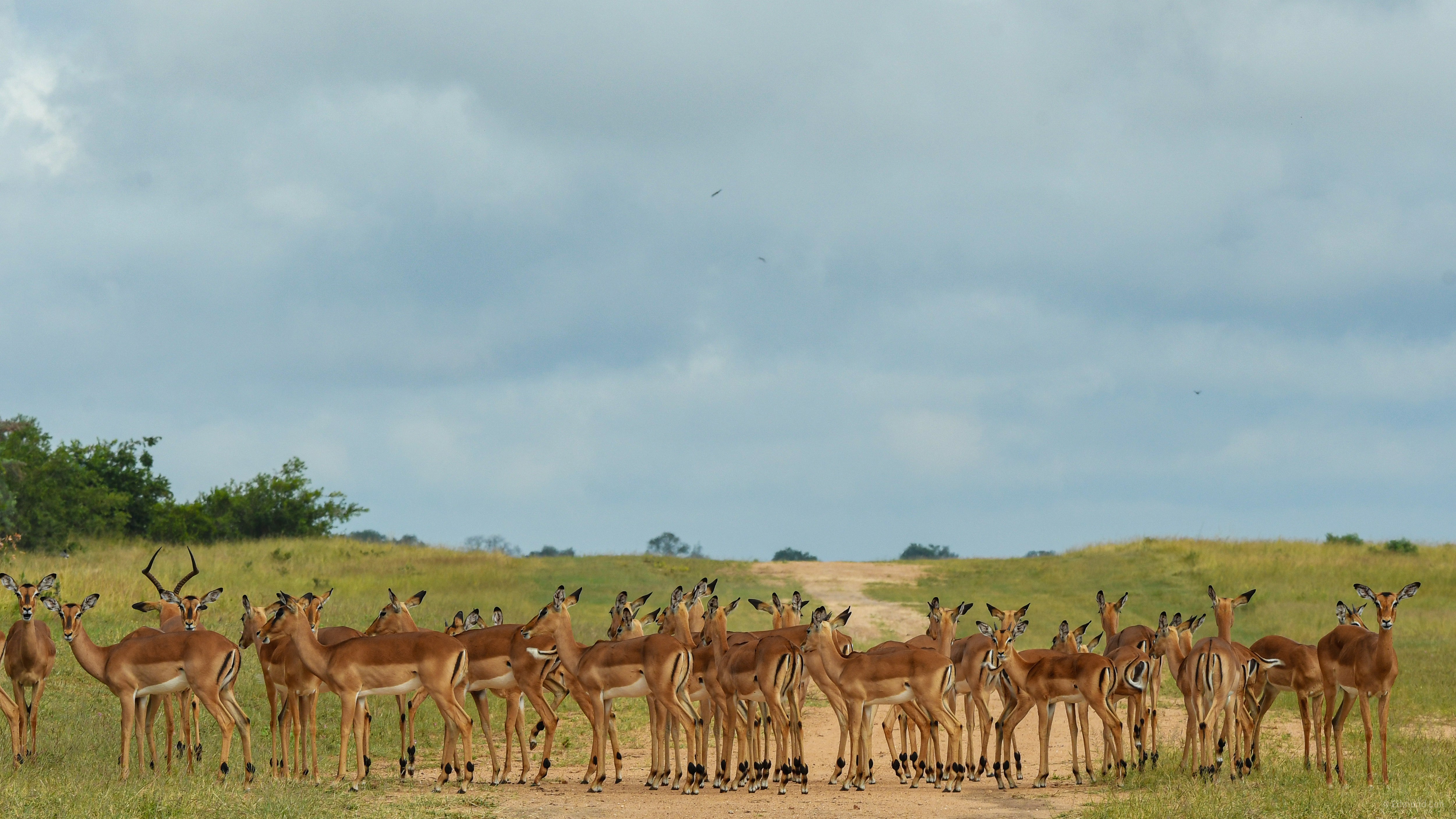 Gathering at the Crossroads: Impalas in Harmony