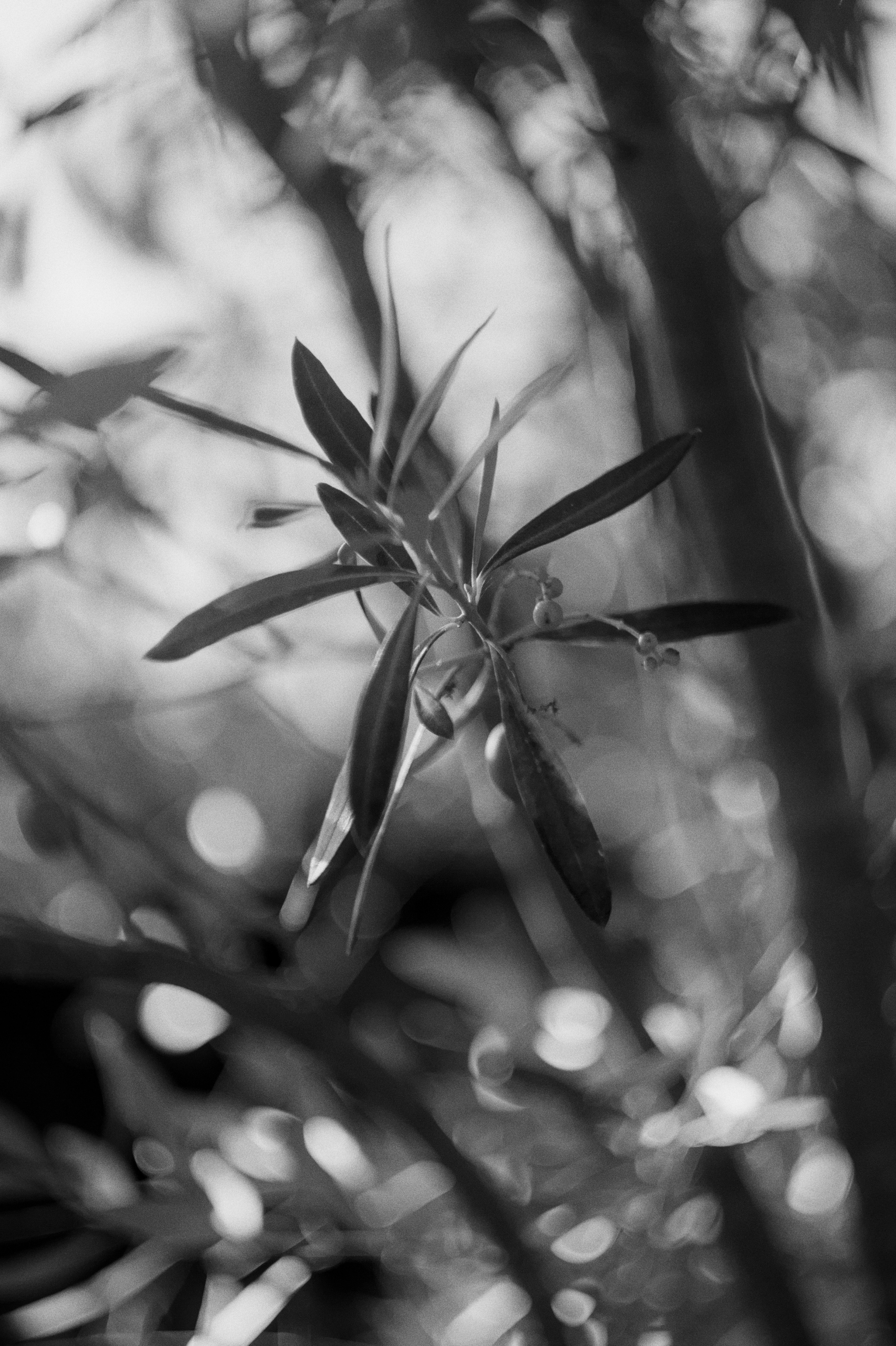 Close-up of olive tree leaves with bokeh background