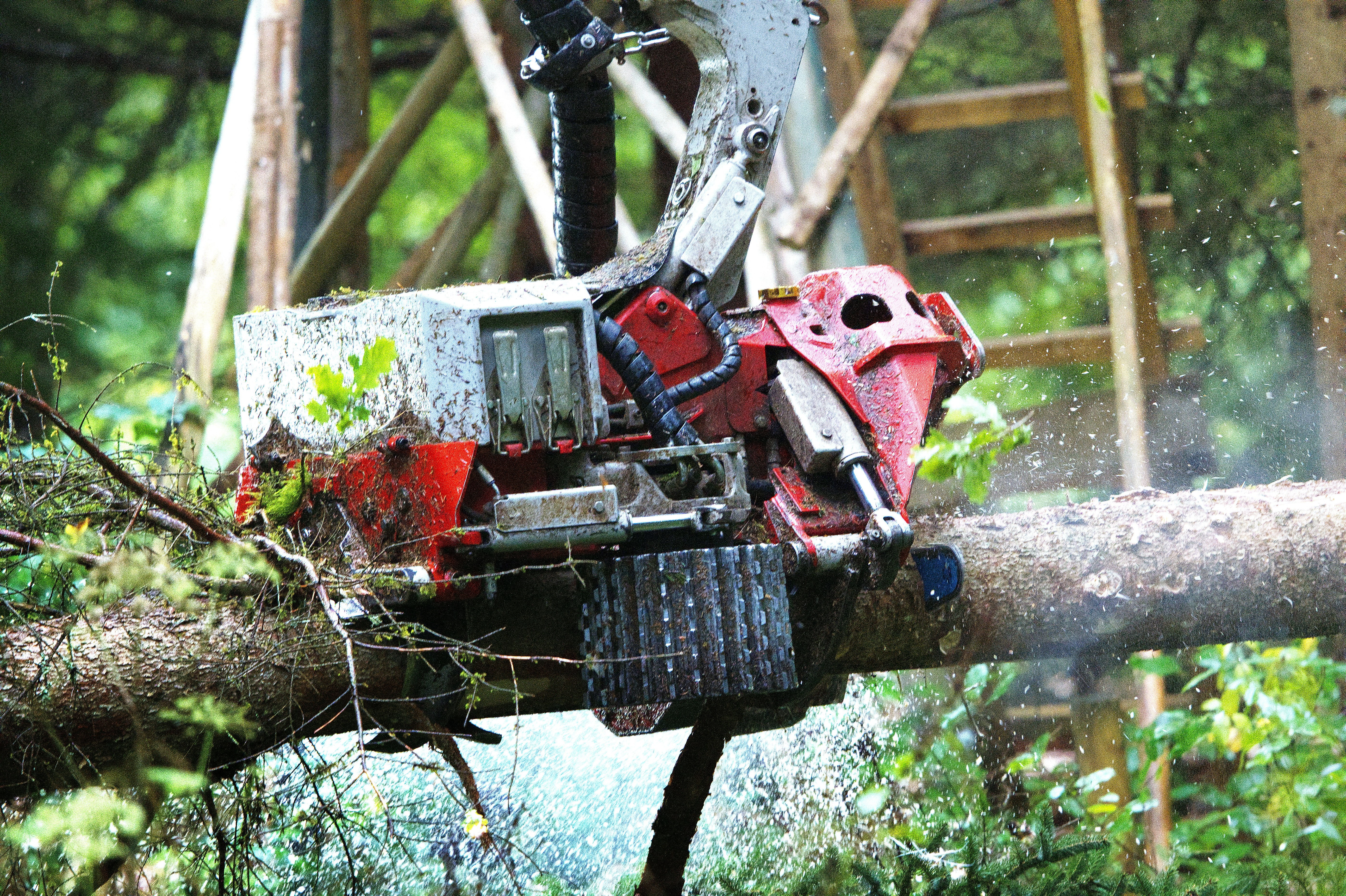 Red Chainsaw Across a Rain-Slick Log in a Forest Workshop