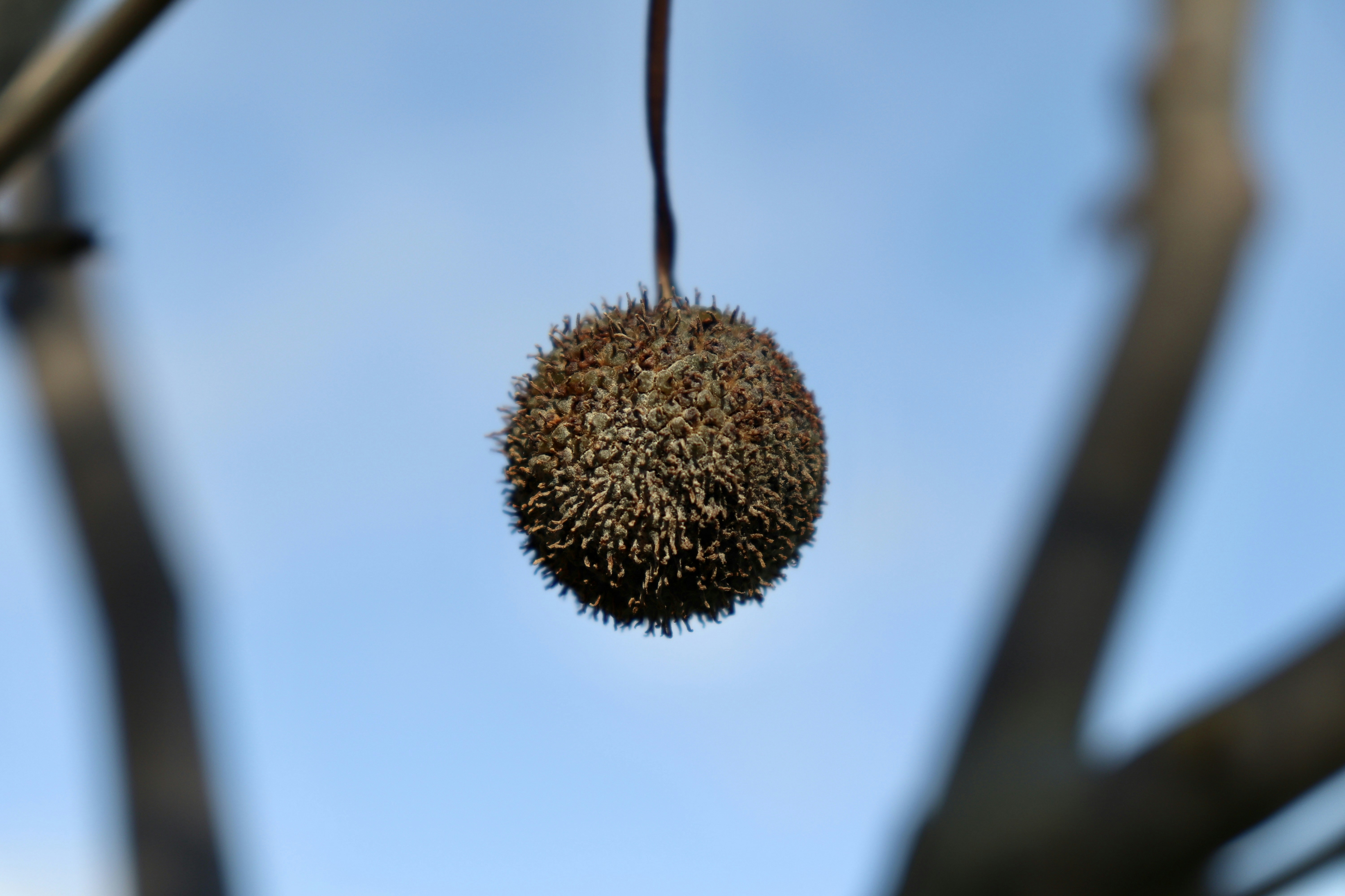 A single fuzzy seed ball hangs from a branch.