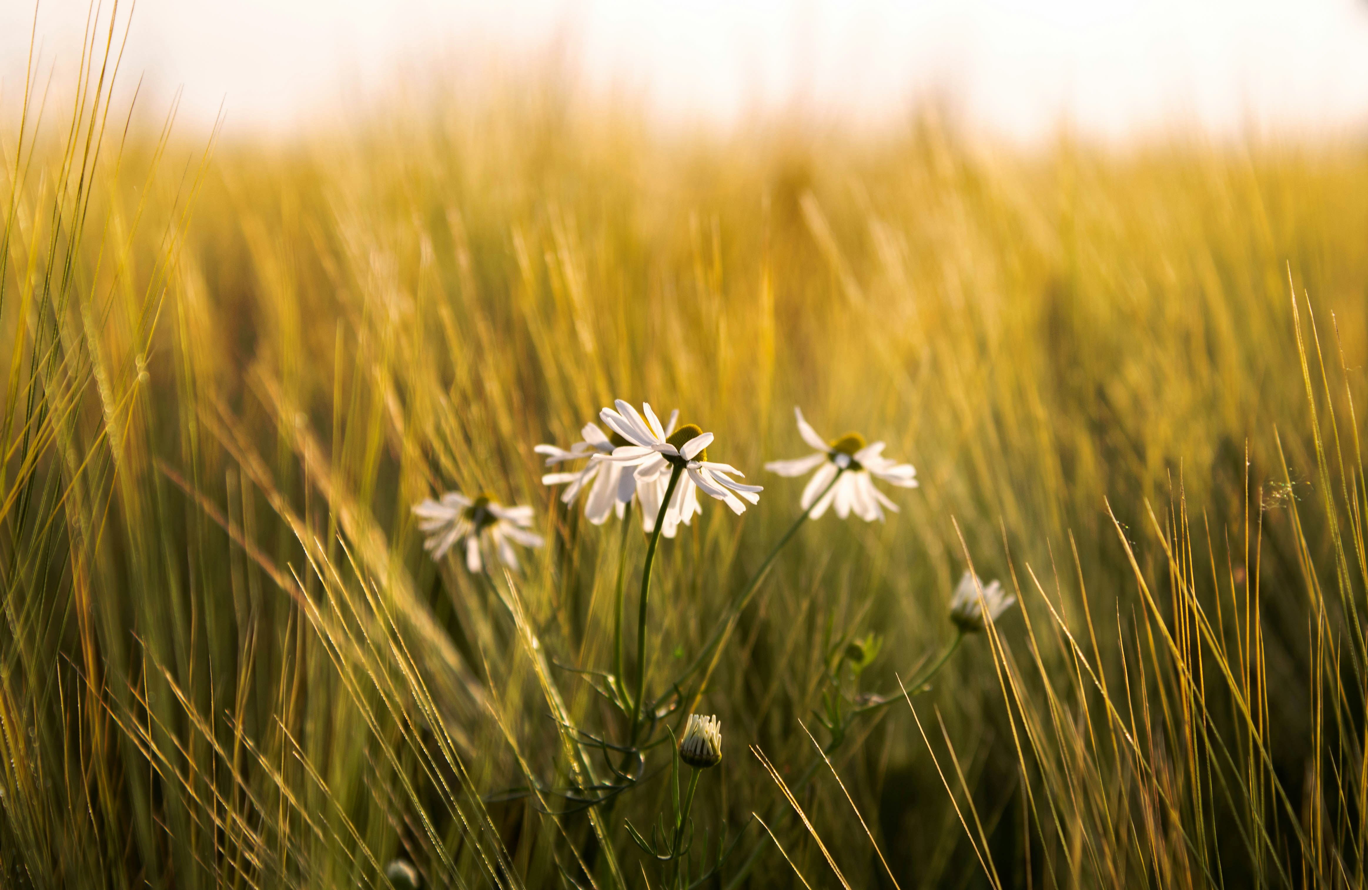 Whispers of Wildflowers Amidst Golden Grains