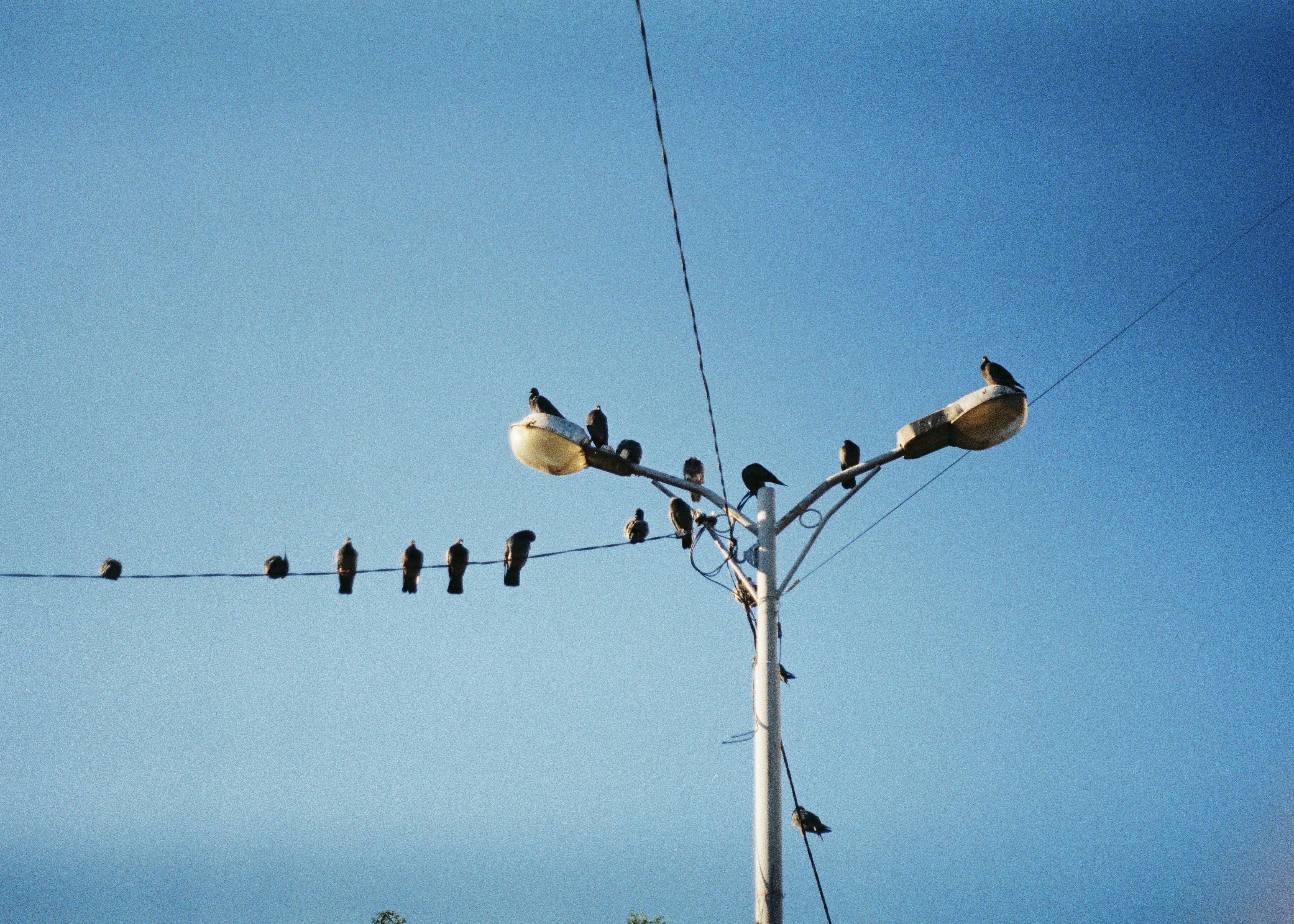 Flock of birds perched on power lines and lamppost.