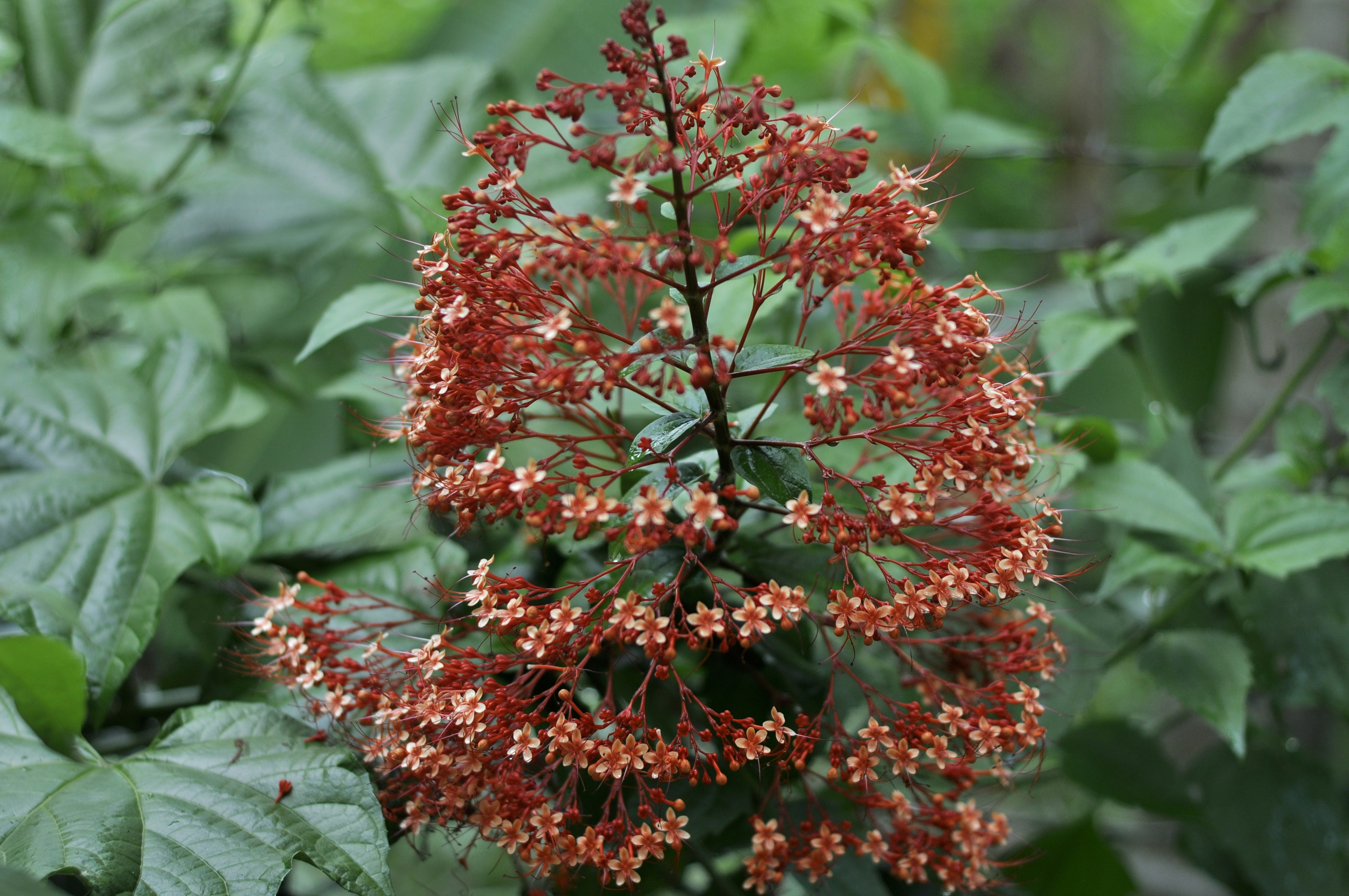 Delicate red flower cluster surrounded by lush green foliage, showcasing the beauty of botanical diversity.