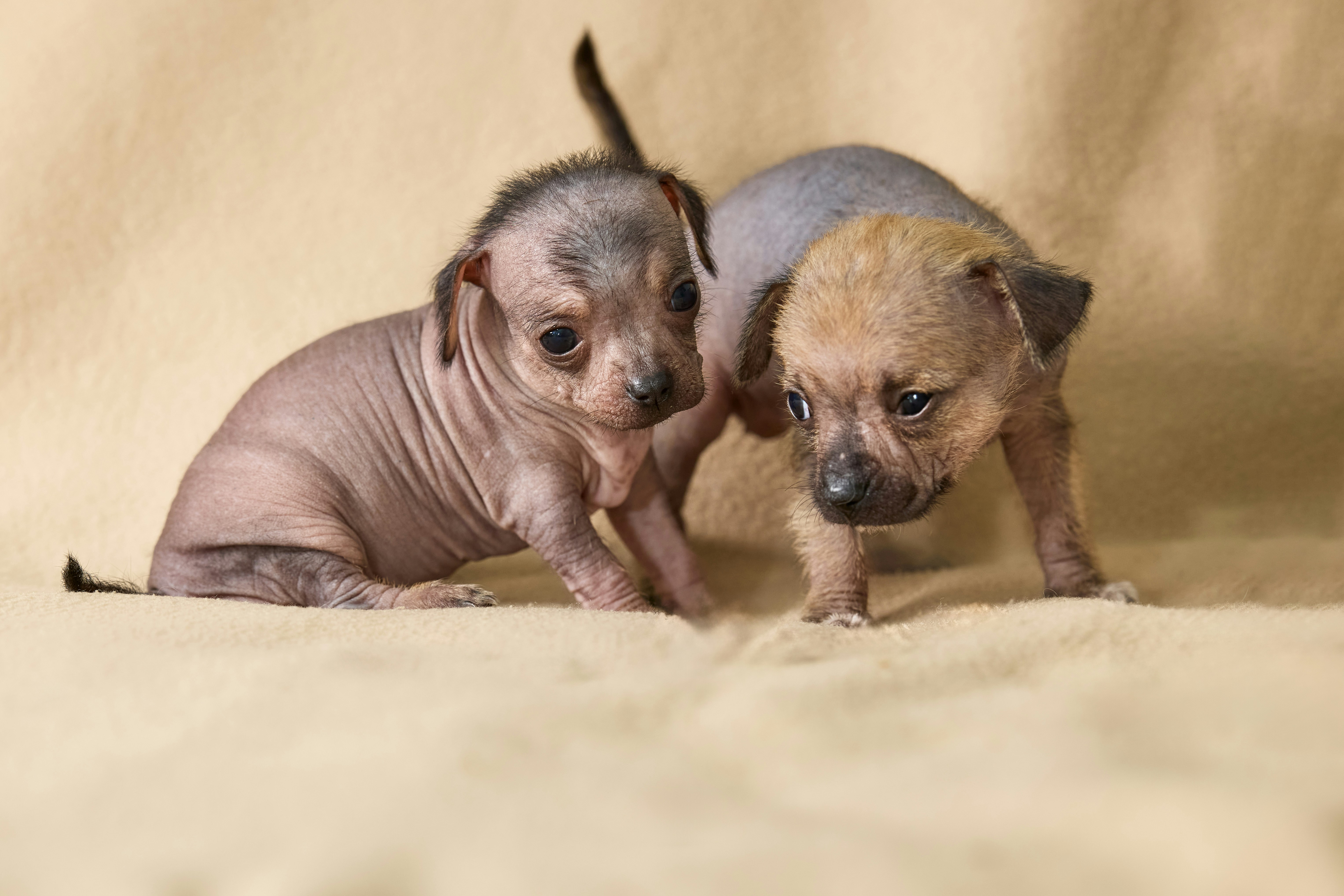 Curious Companions: A Playful Encounter