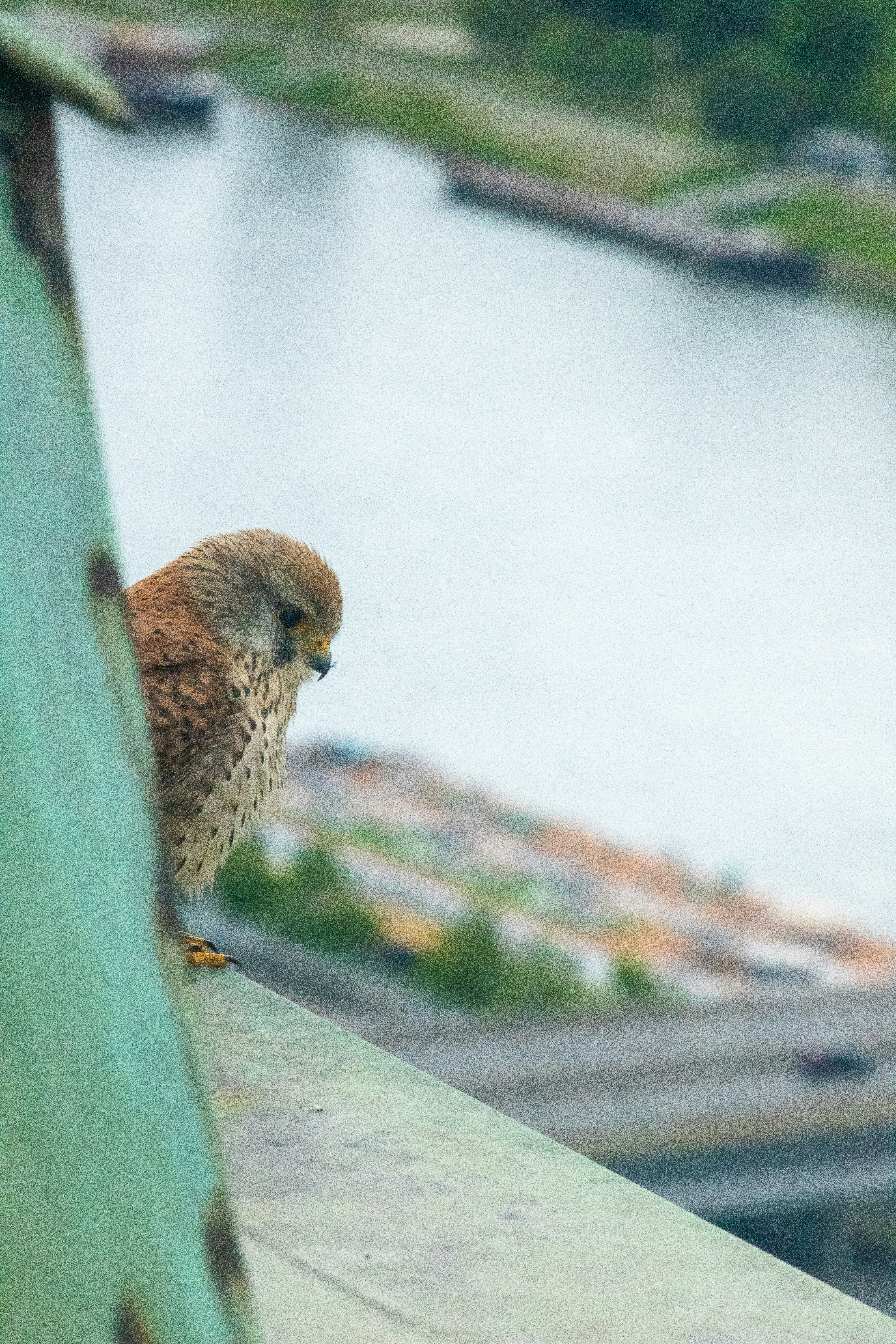 A falcon gazes intently over a river, its feathers blending with the surrounding environment. The urban landscape below hints at the harmony between nature and city life.