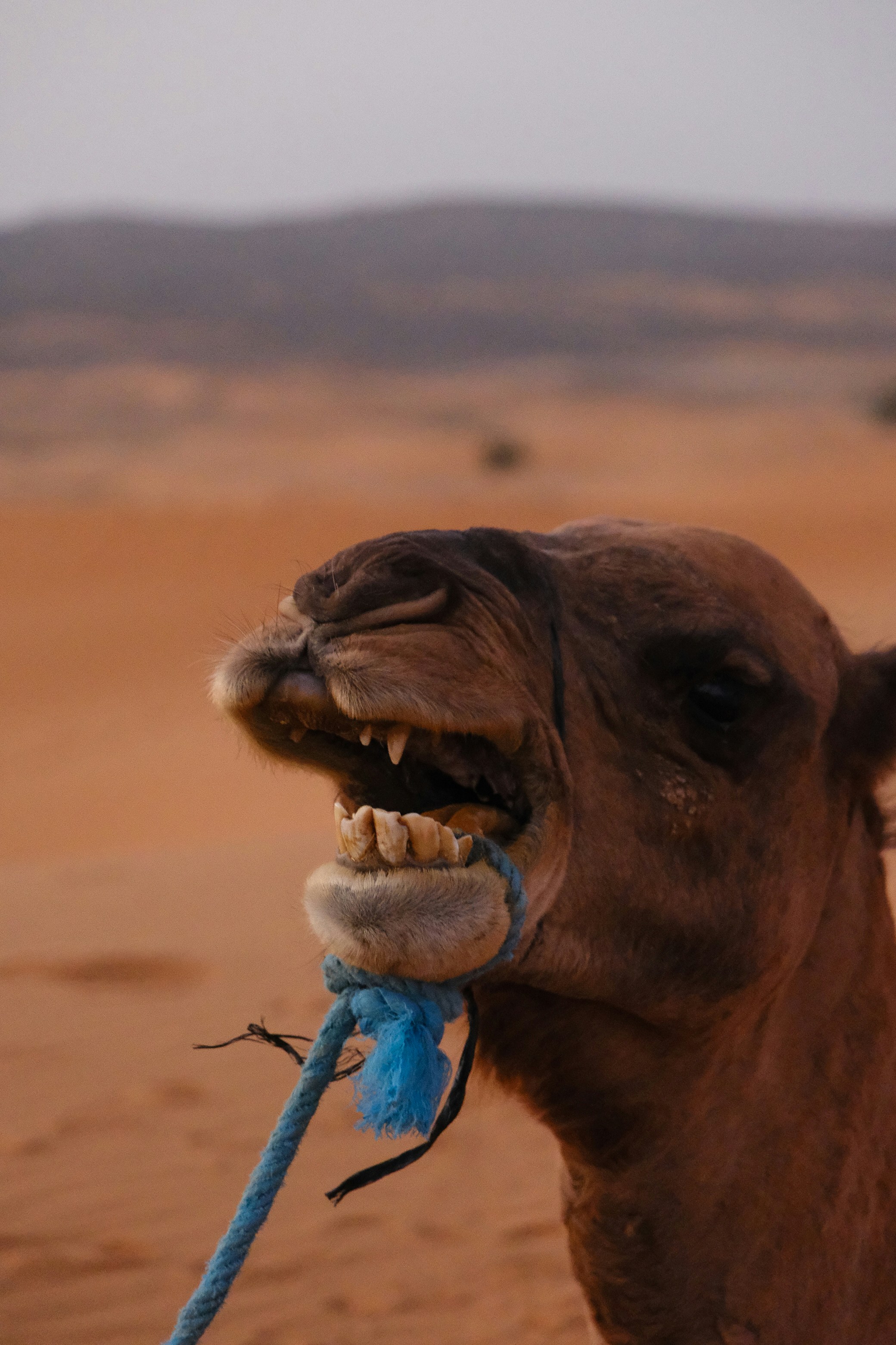 Whispers of the Desert: A Camel's Expression