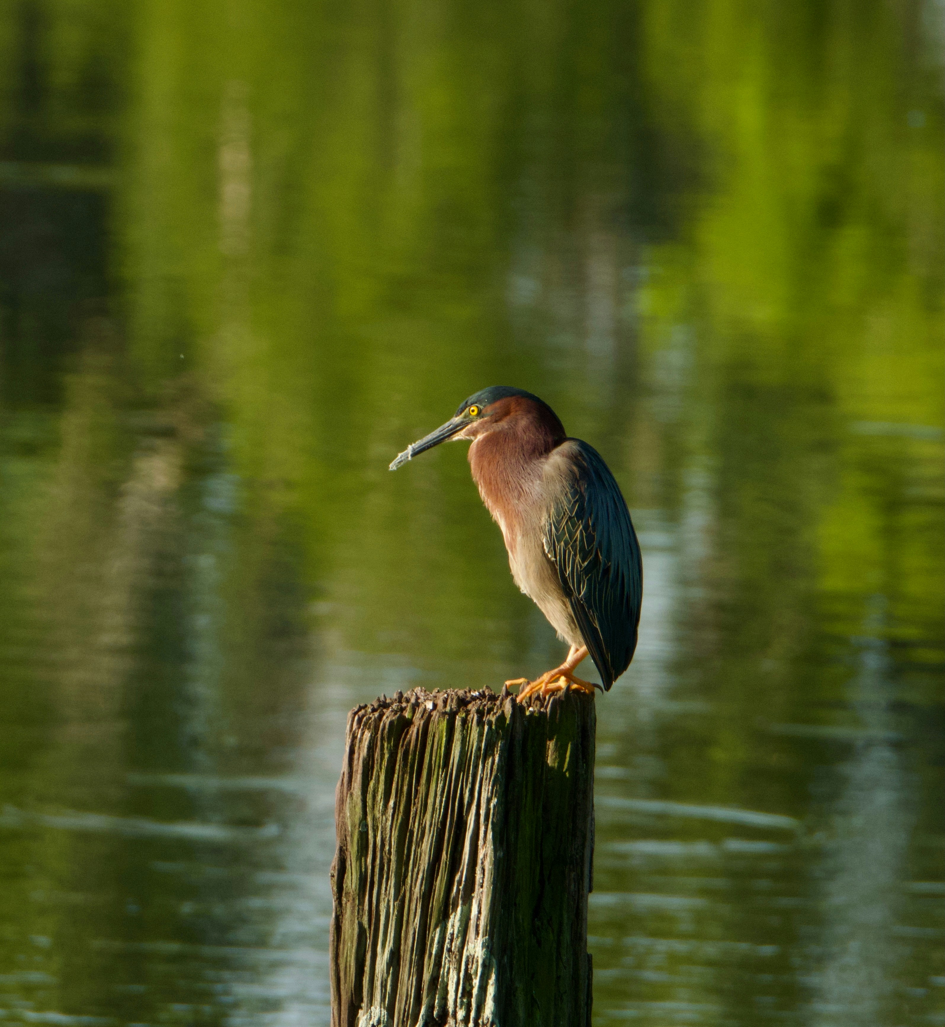 A heron in the wild | Heron perched on a weathered wooden post by water.