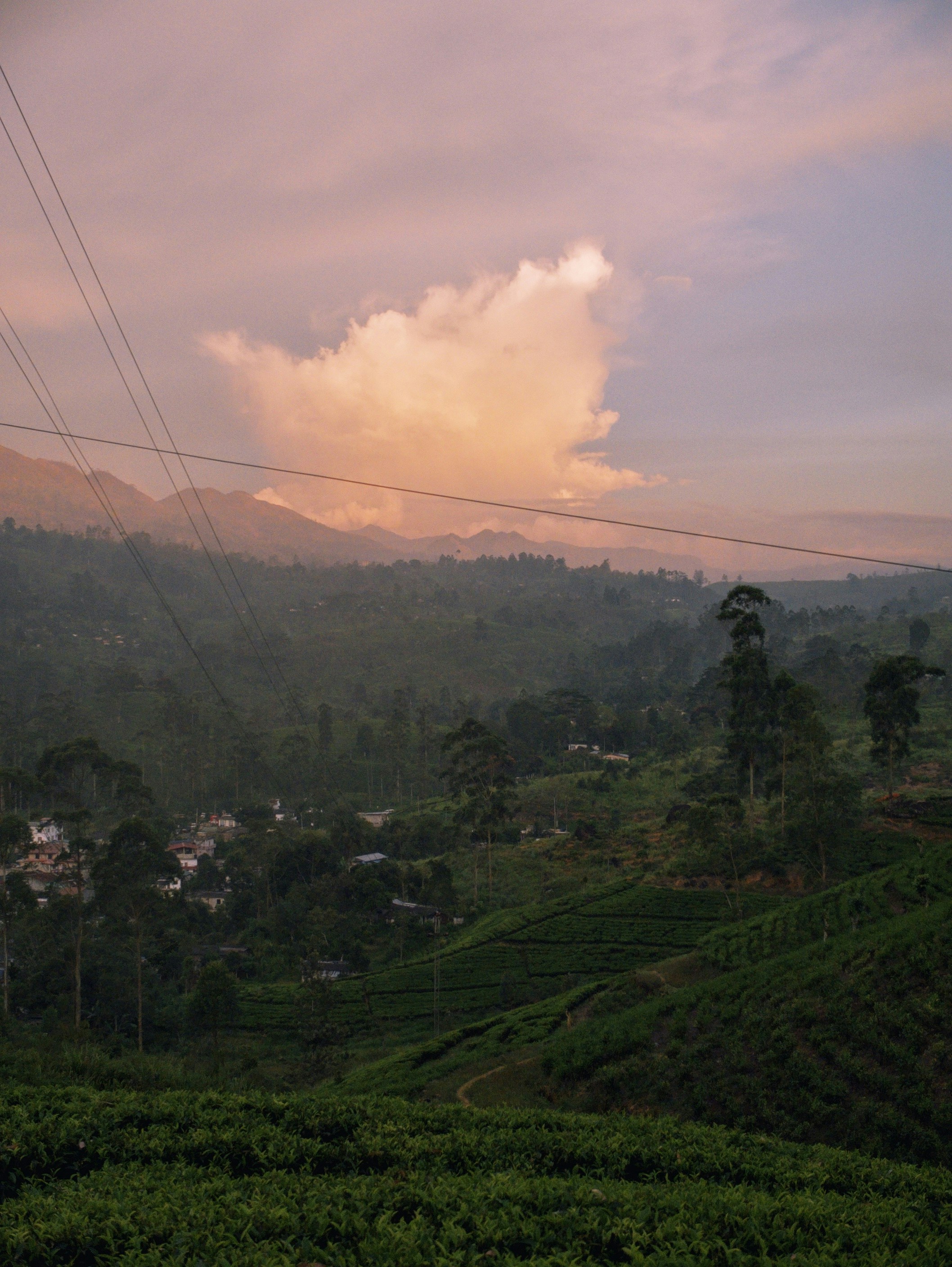Hills covered in tea plantations at sunset.