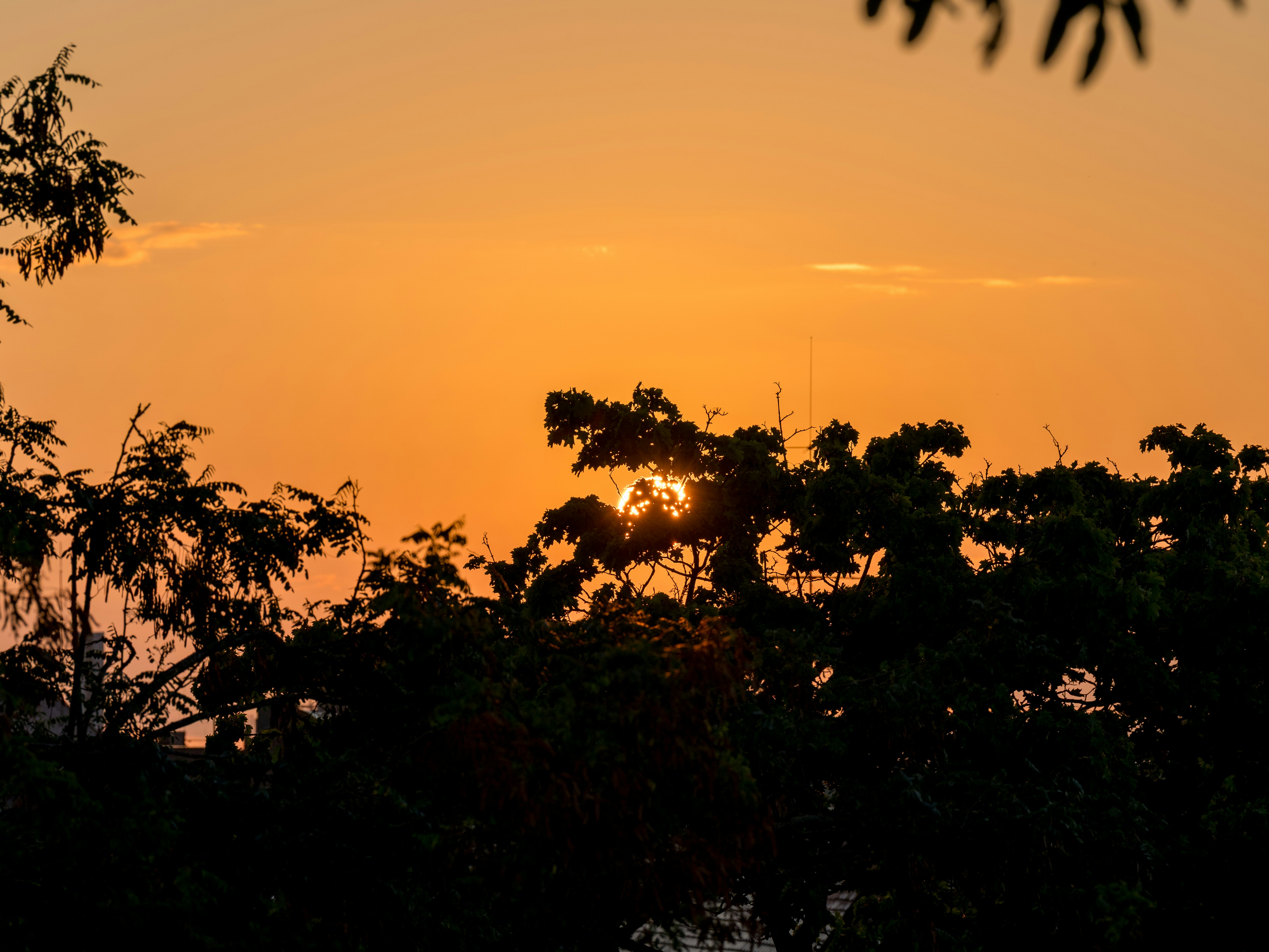 Sunset behind silhouetted trees with orange sky