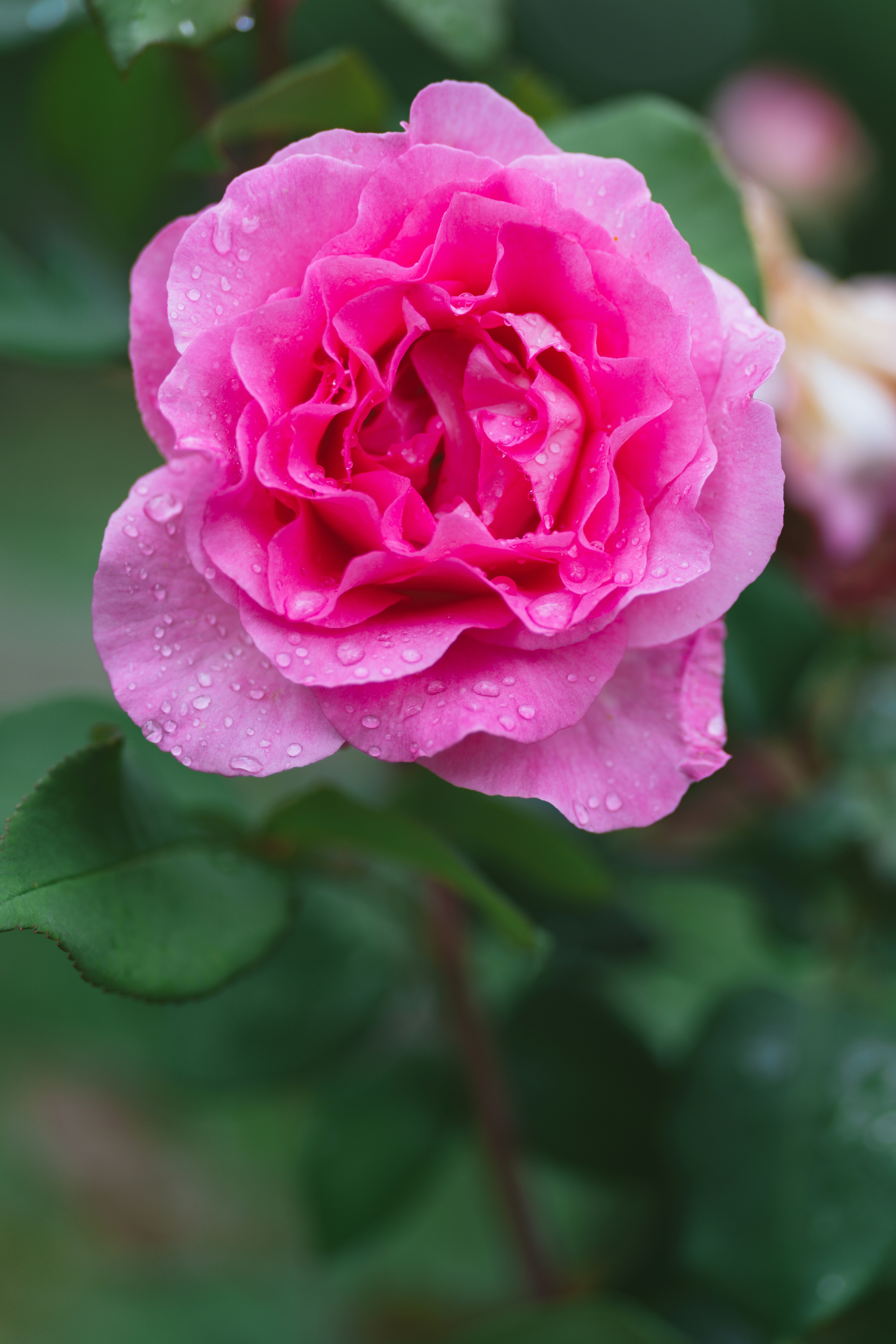 A delicate pink rose with water droplets.