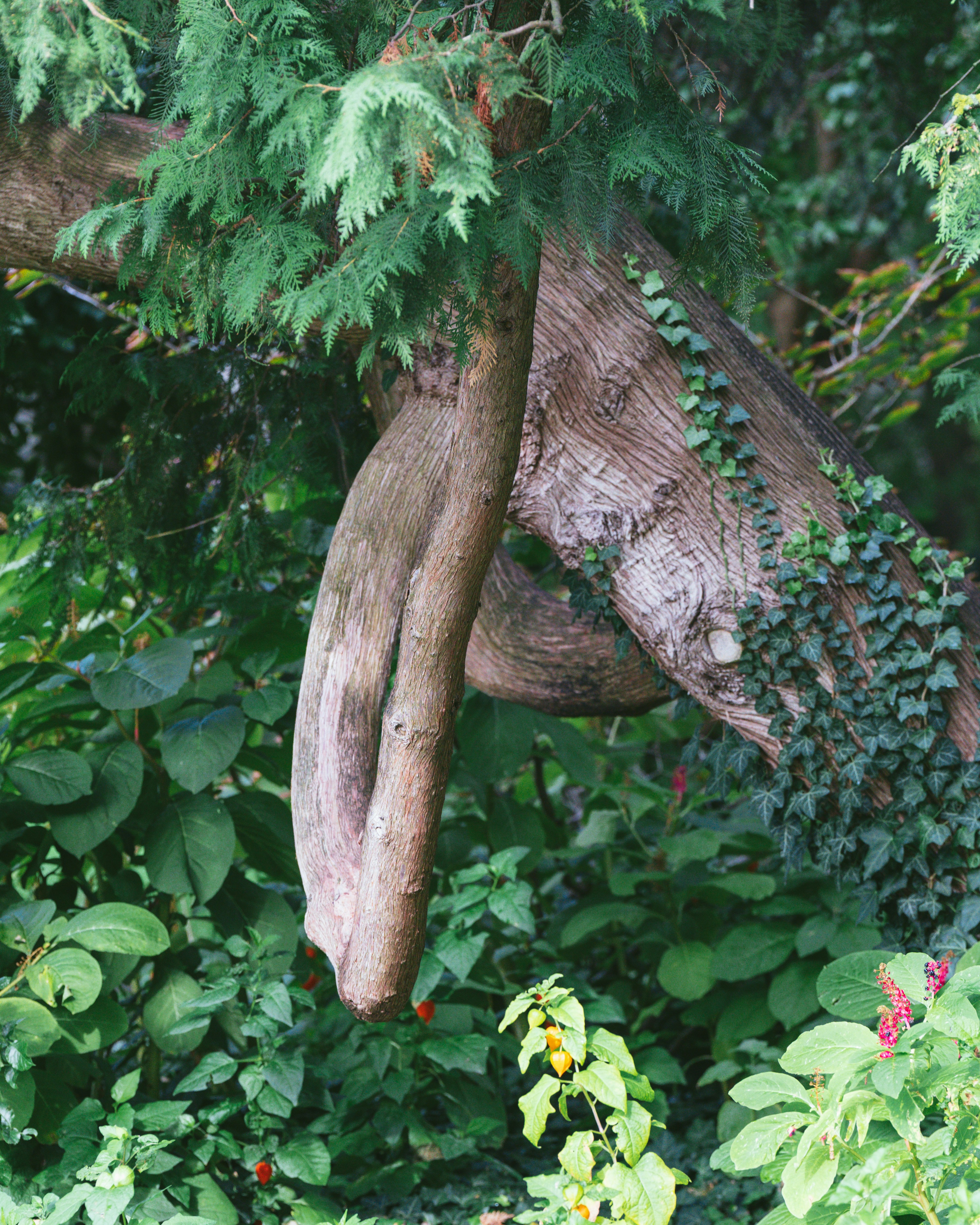 Whispers of Nature: The Embrace of Wood and Vine