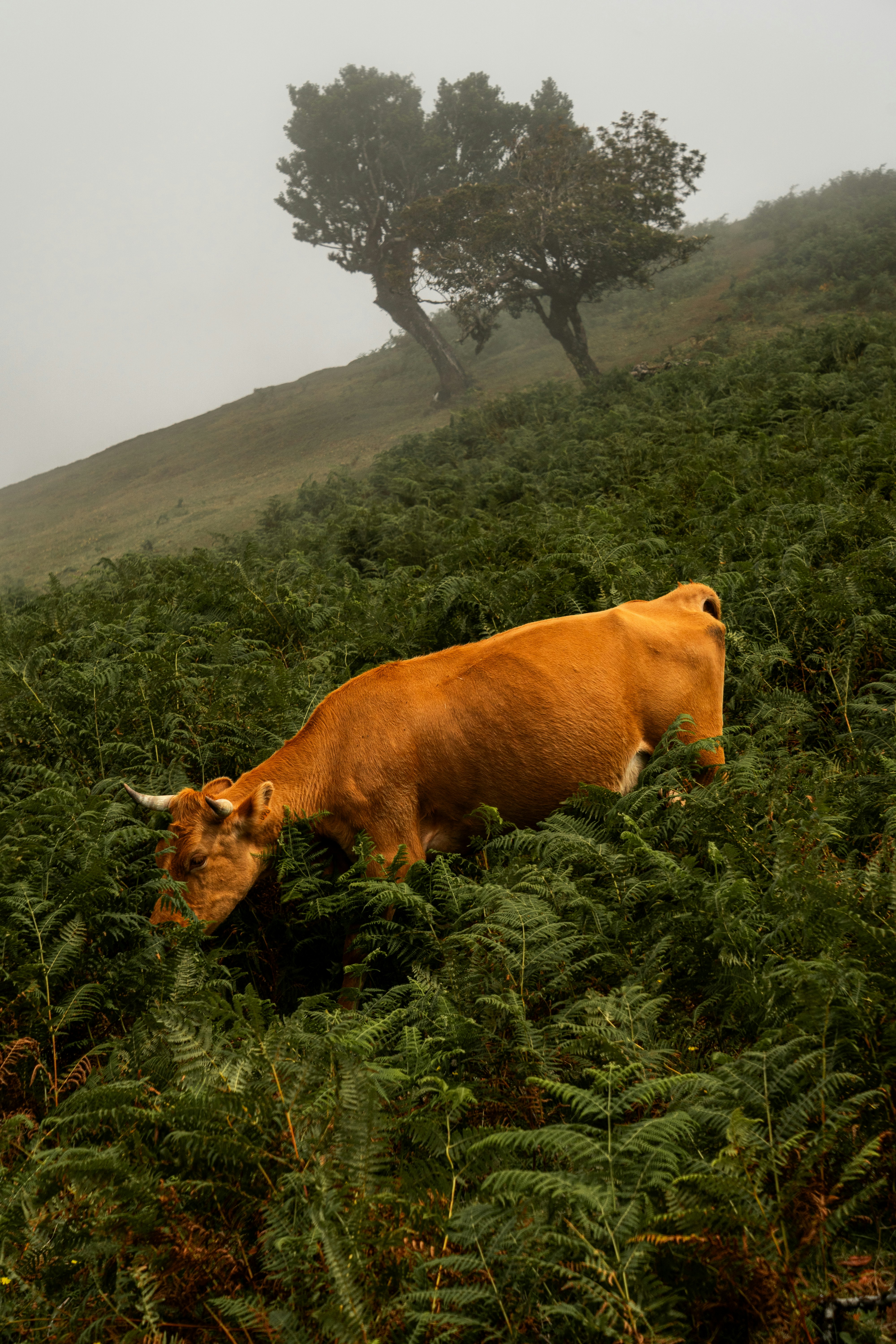 Whispers of the Misty Meadow