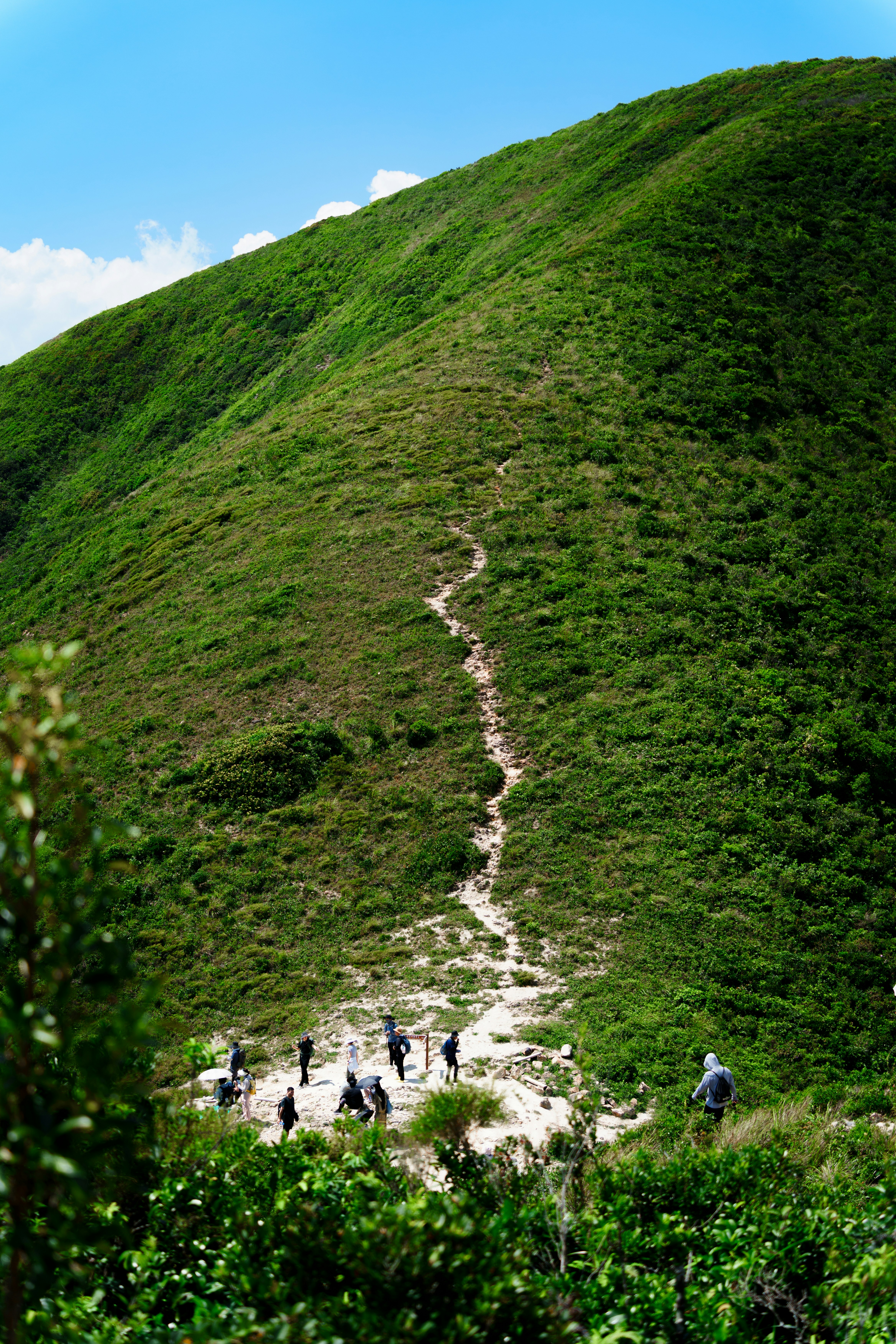 Trailblazers on the Verdant Ascent