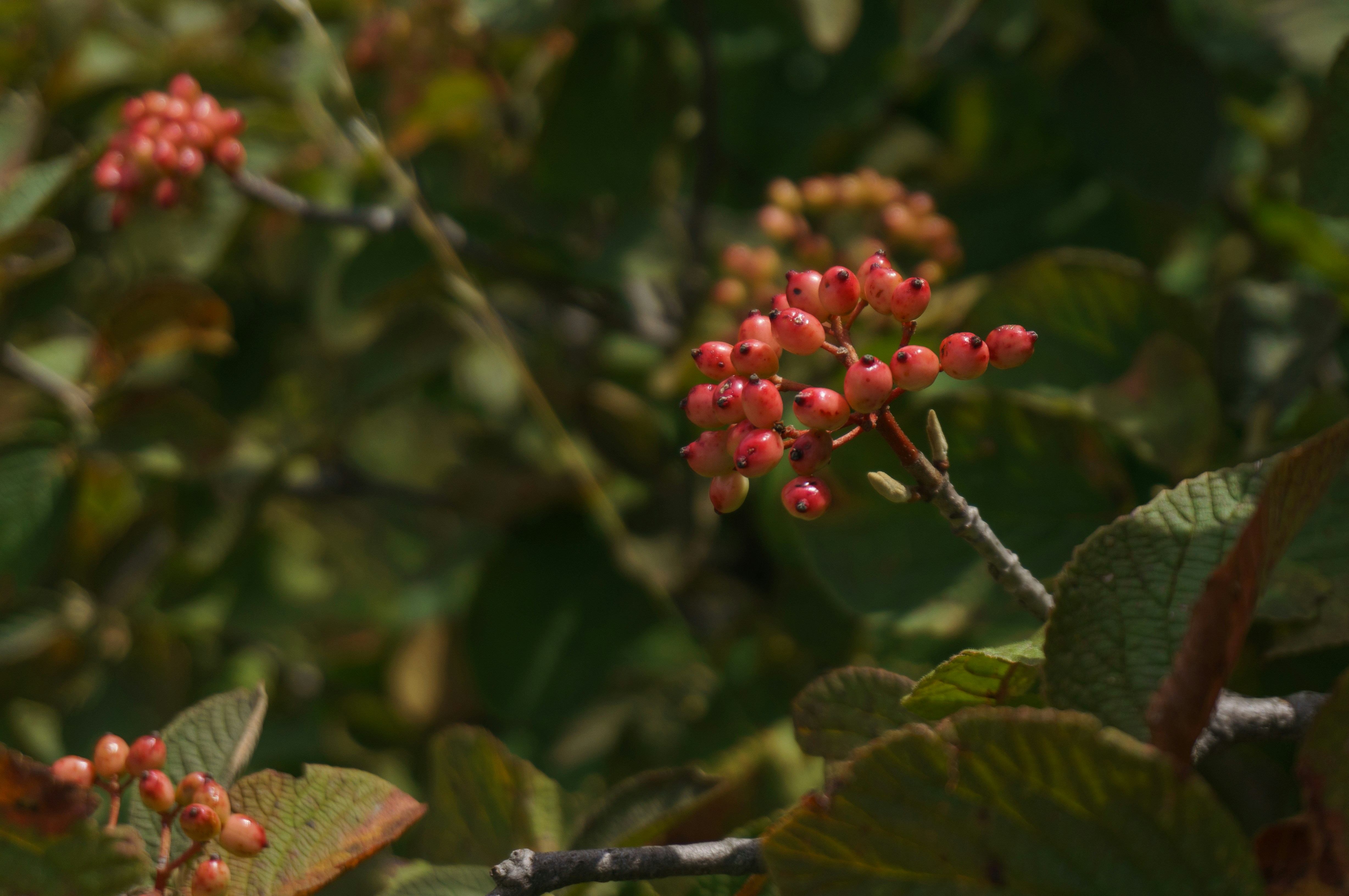 Clusters of vibrant pink berries nestled among lush green leaves, showcasing the beauty of seasonal transitions.